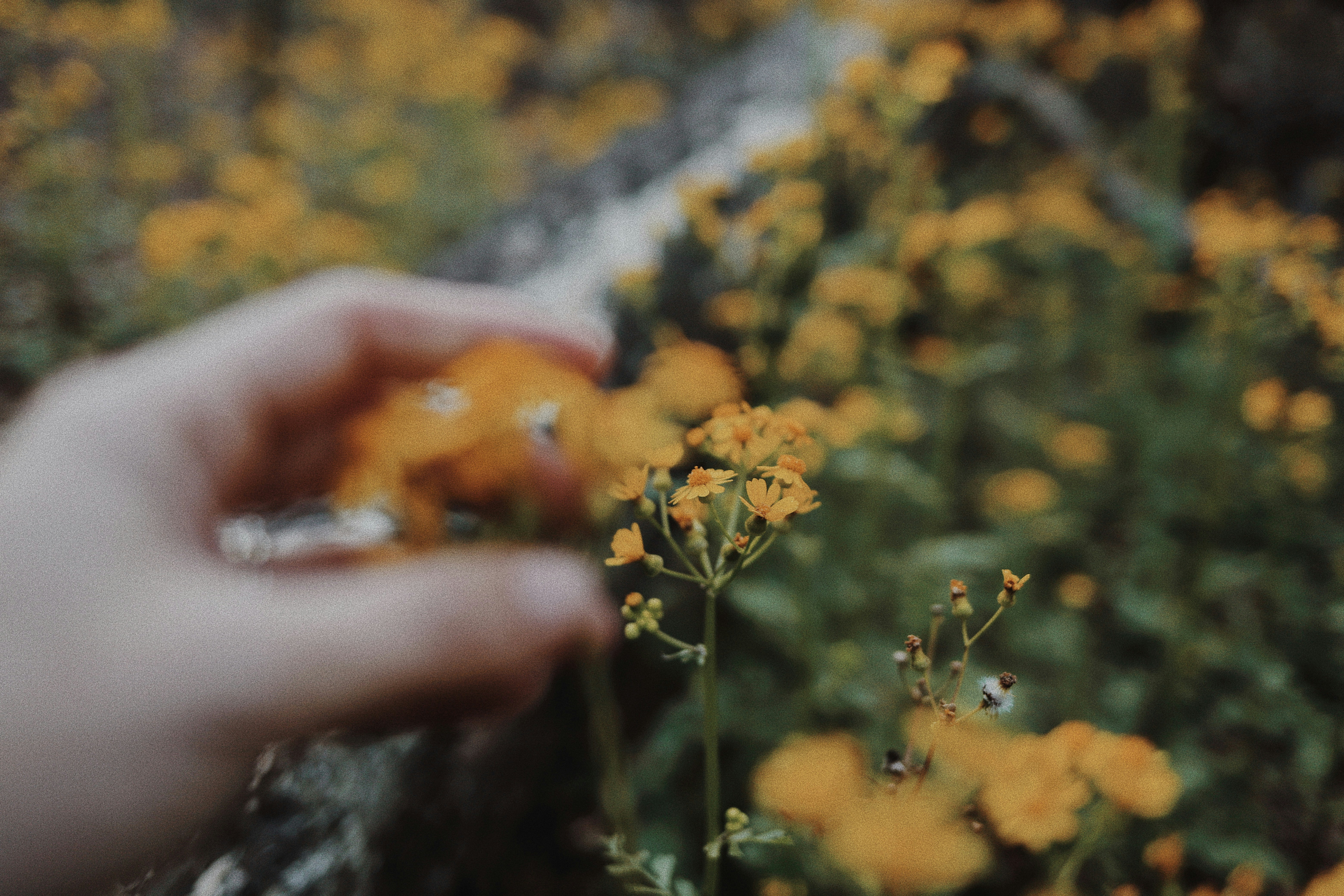 A hand reaches towards vibrant yellow flowers, surrounded by a lush green backdrop, capturing the delicate interaction between human and nature.