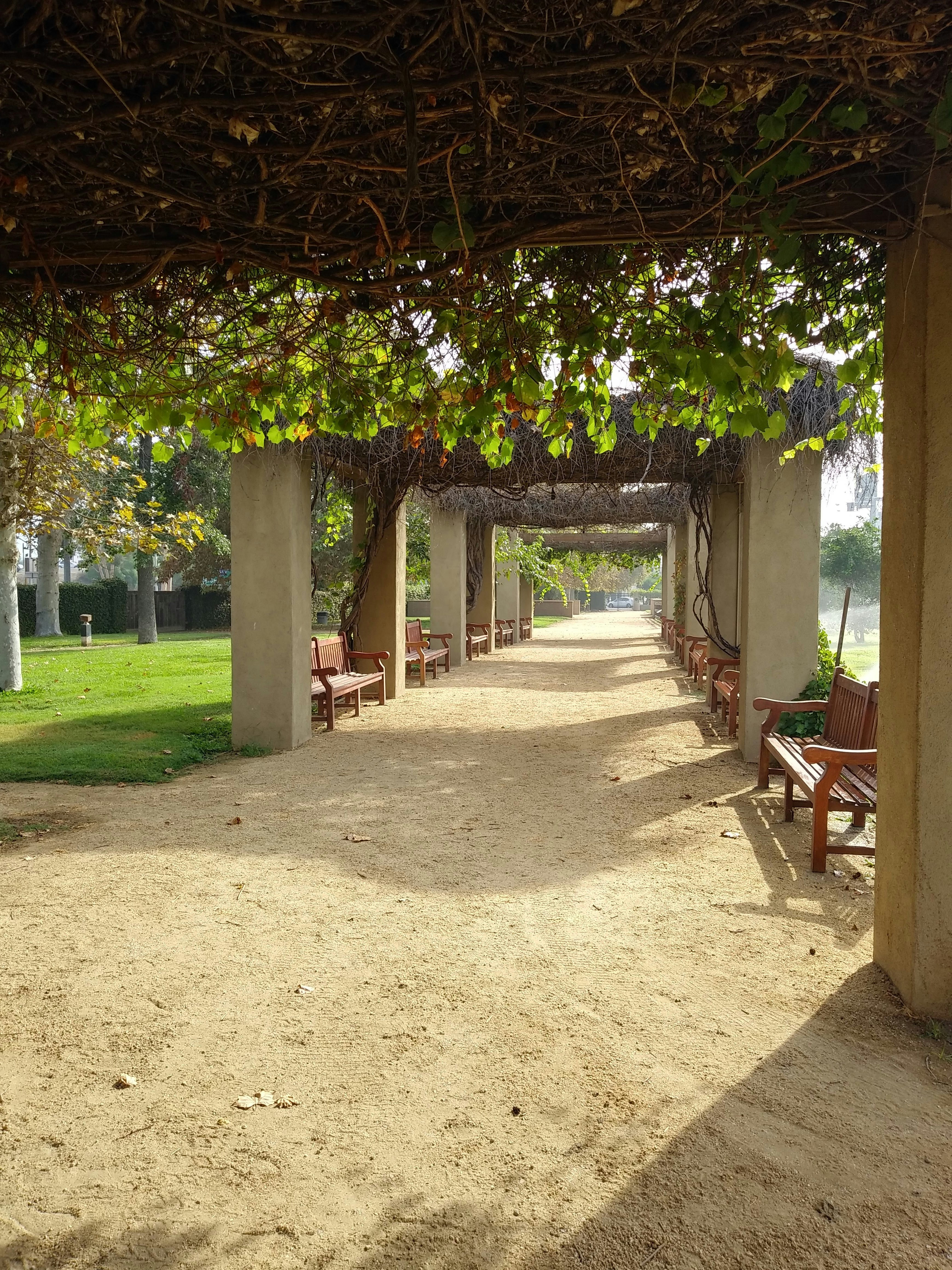 Serene Pathway through Verdant Arbors