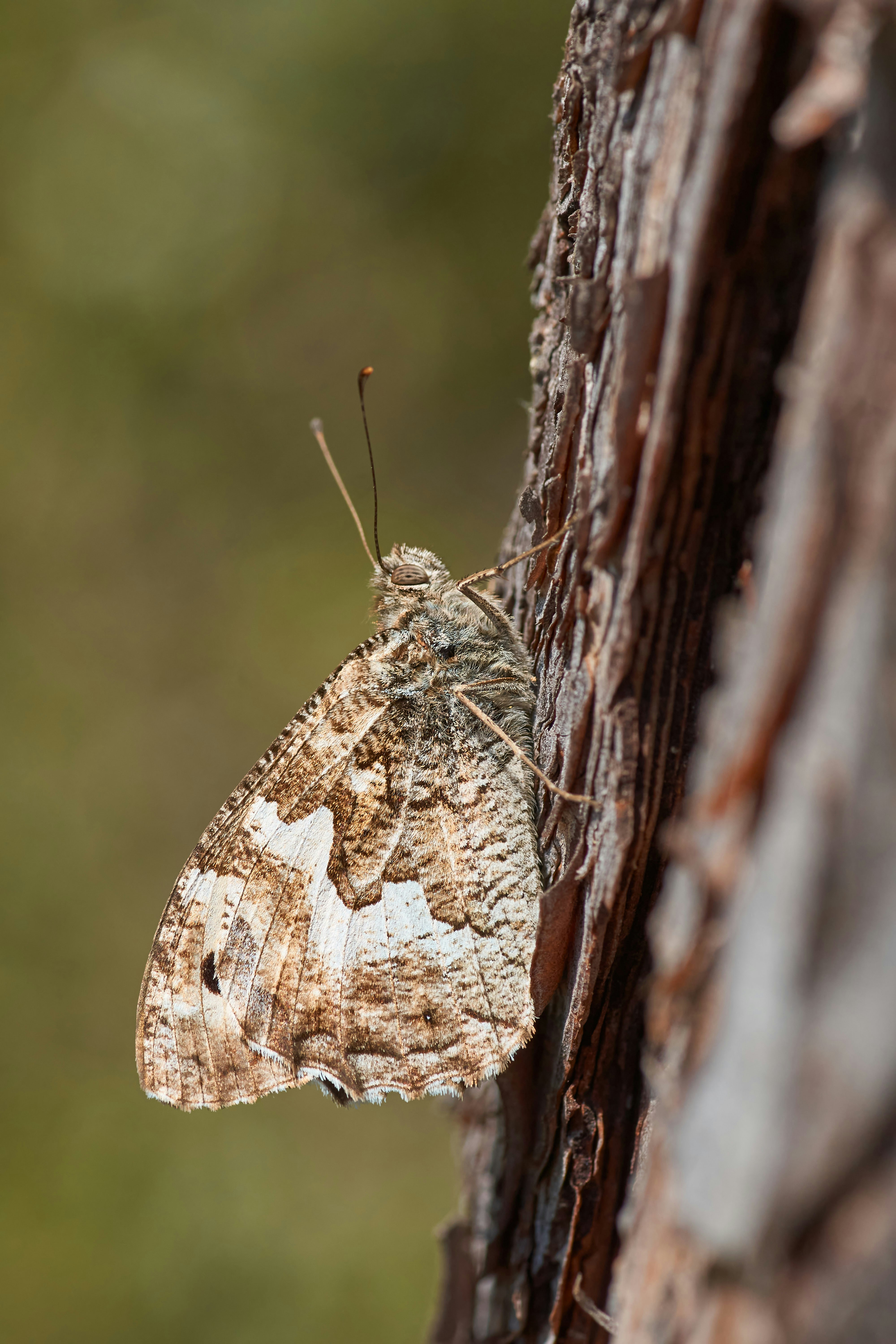 Camouflage on Bark: Close-Up of a Moth Clinging to Rugged Tree