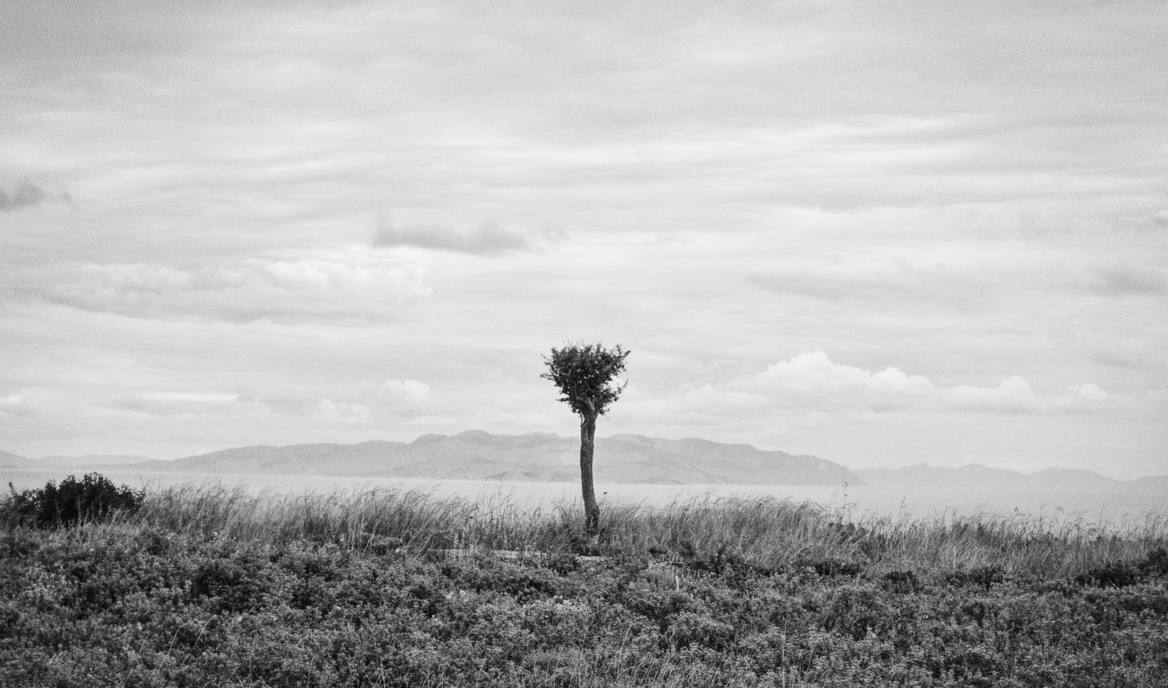 Lone tree standing on grassy landscape under a cloudy sky in monochrome.