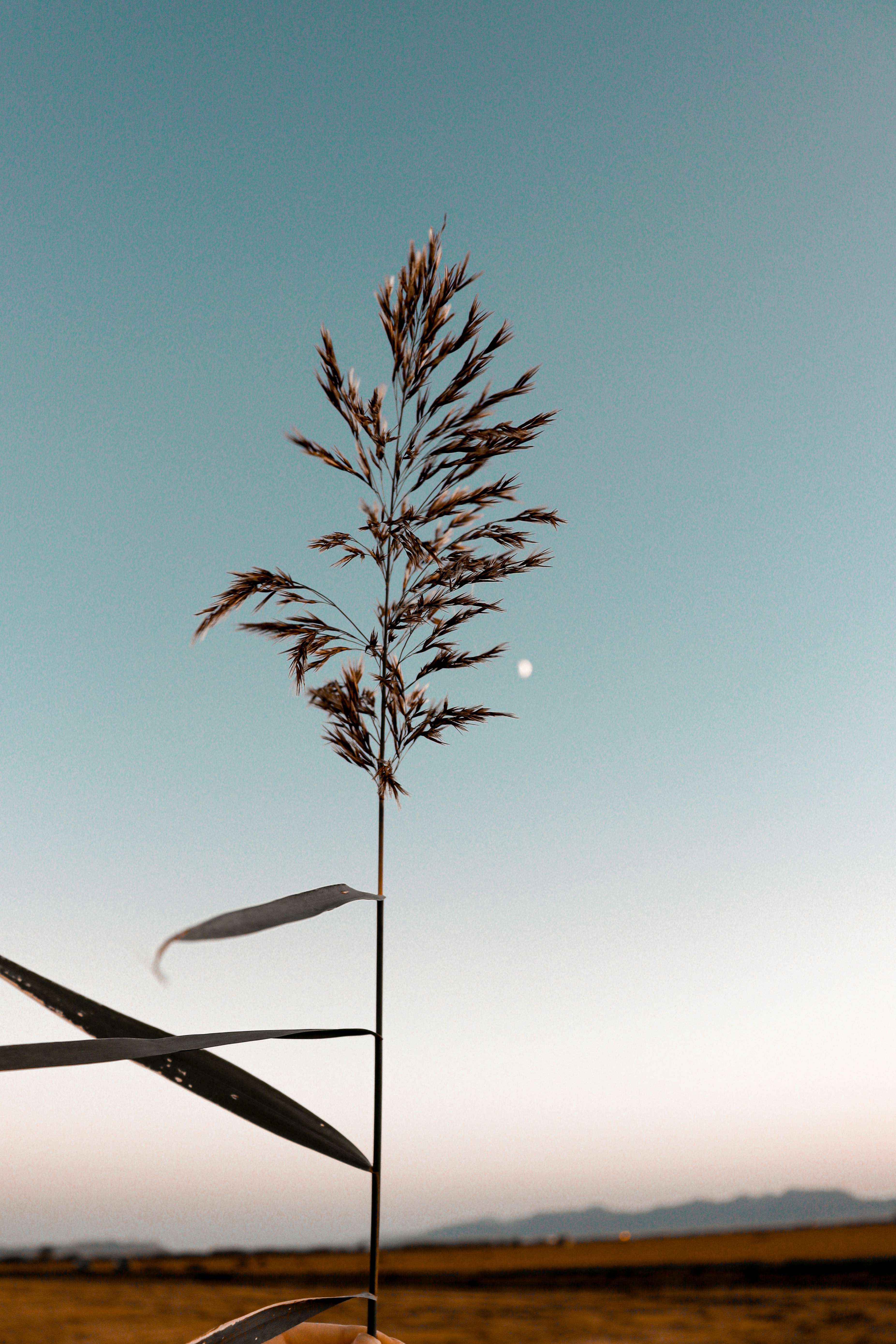 Delicate grass silhouette against a serene twilight sky with a hint of the moon peeking through.