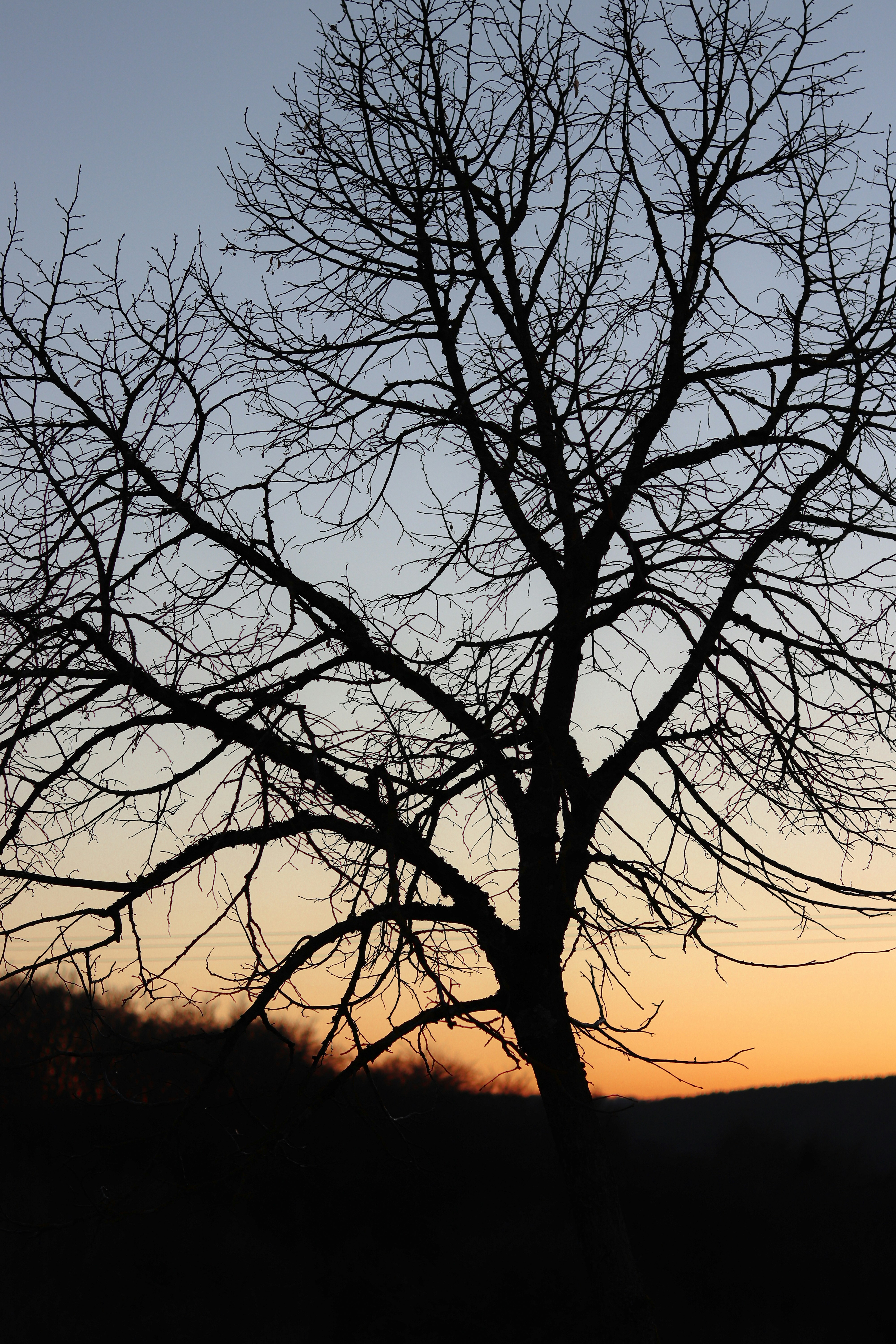 Bare tree branches silhouetted against a gradient sky at sunset, highlighting the transition from day to night.