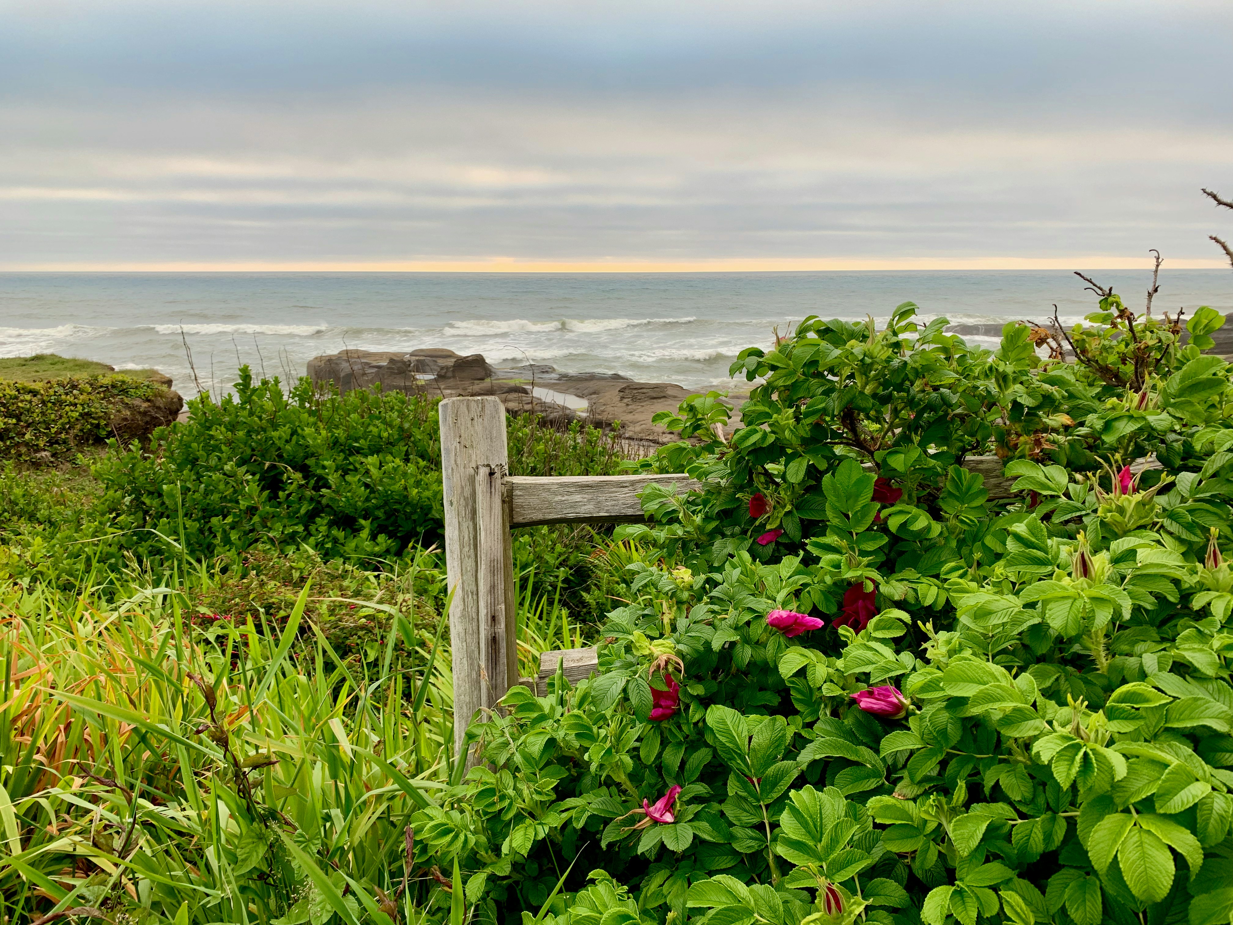 Emerald Gate to the Atlantic: A Fence Post Framing Sea, Flowers, and Distant Rocks