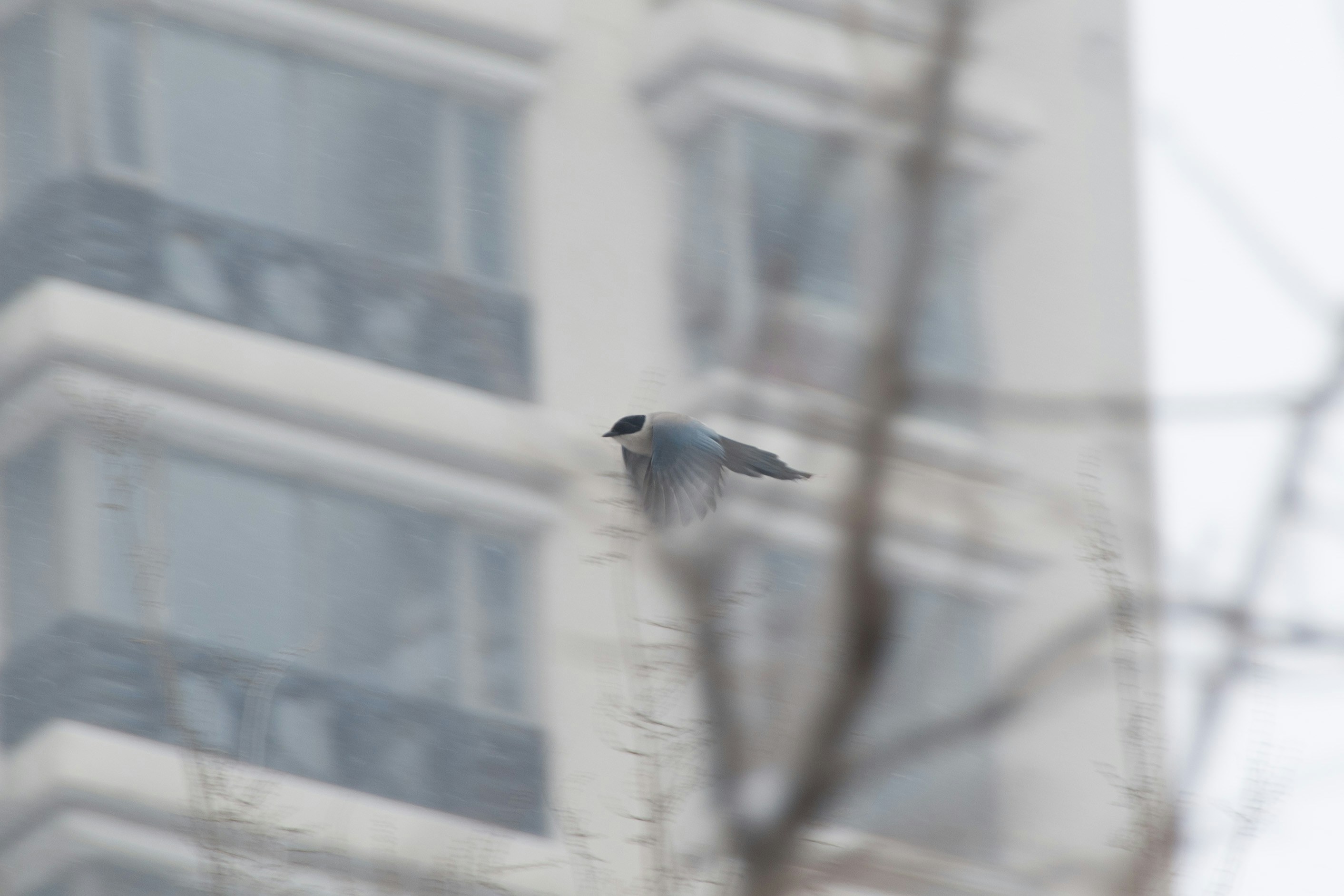 bird in flight, completely by accident