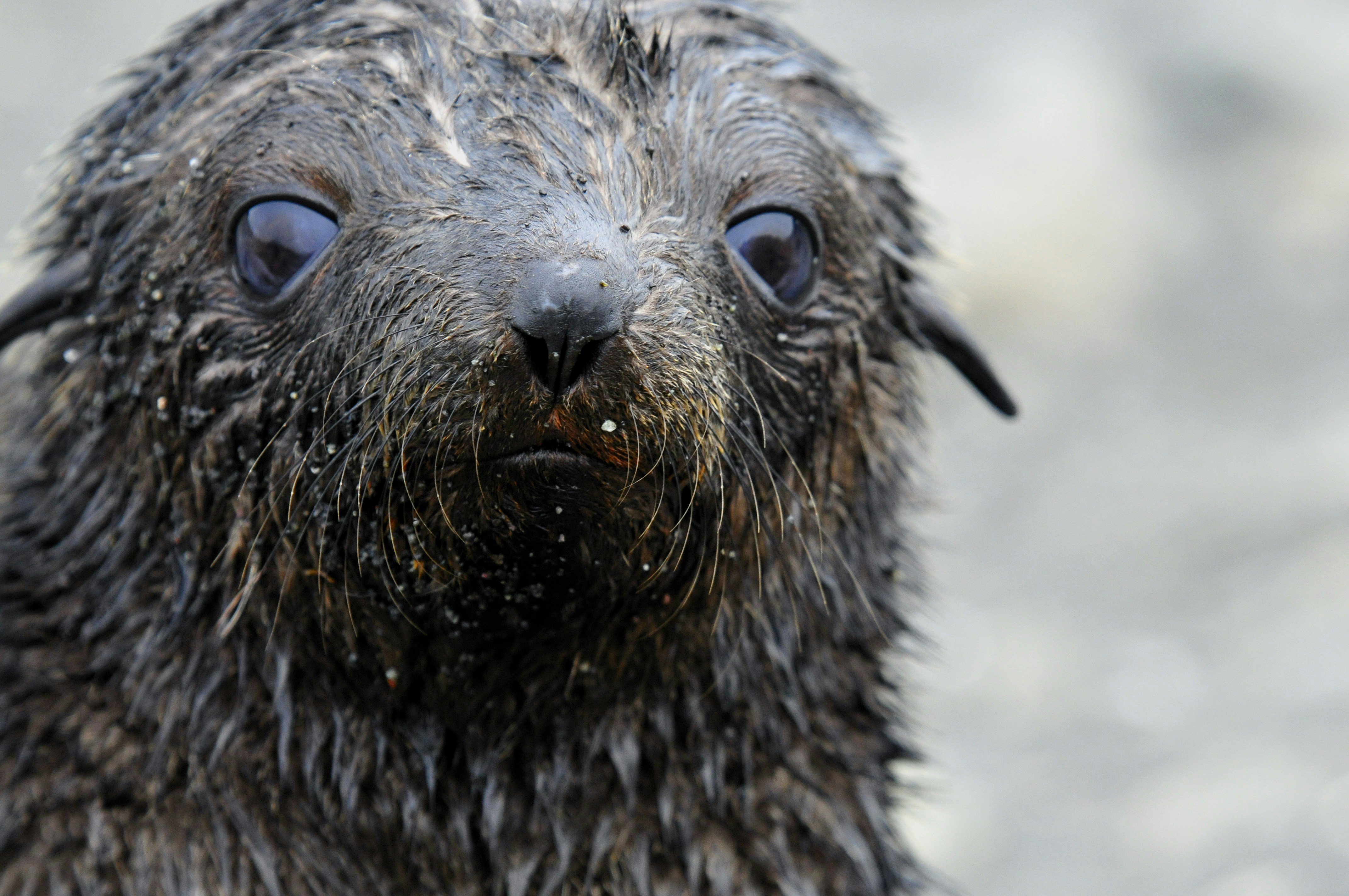 Foca negra sobre arena blanca durante el día foto – Imagen de Mar ...