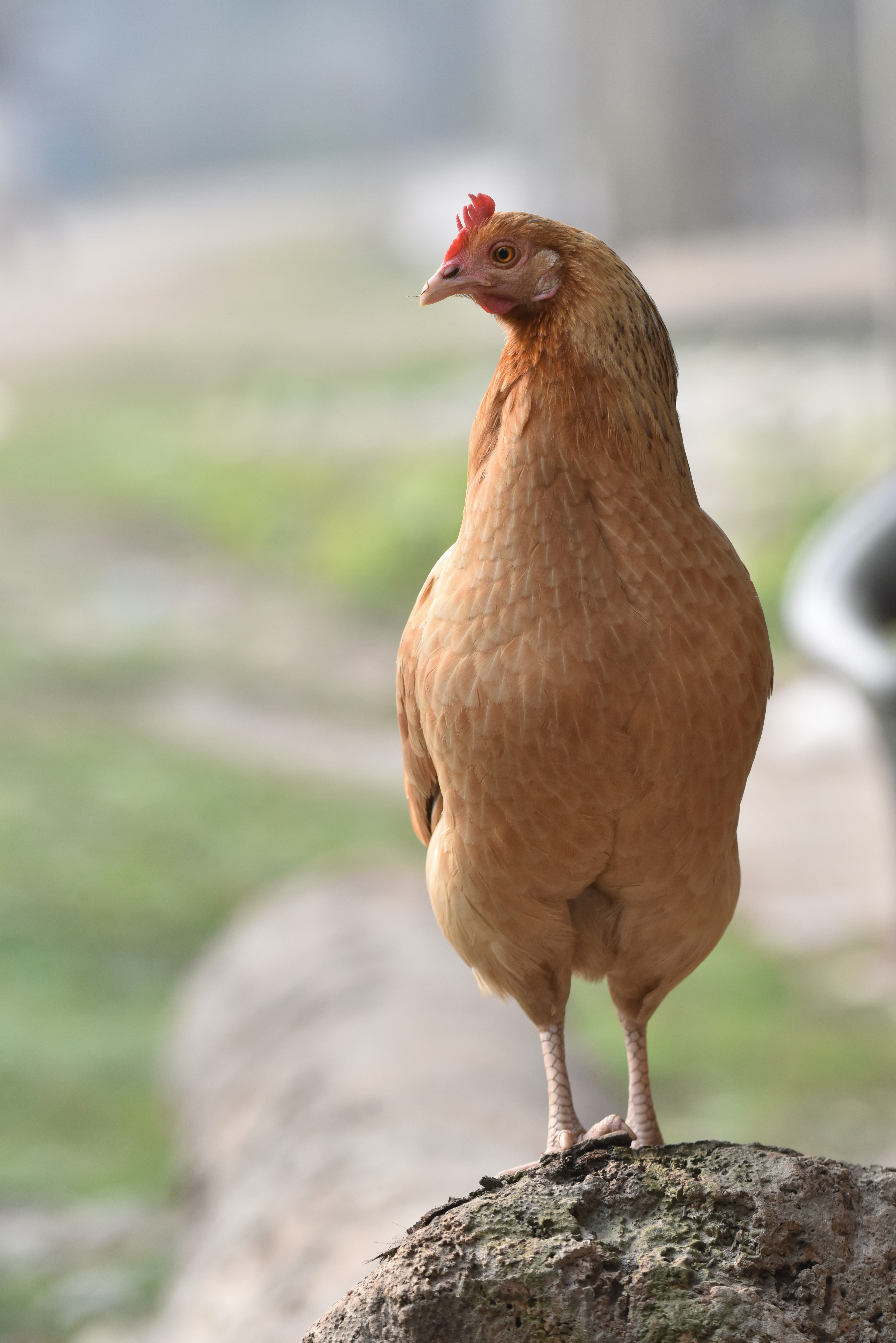 A proud chicken stands on a log, showcasing its textured plumage and vibrant colors in a natural setting.