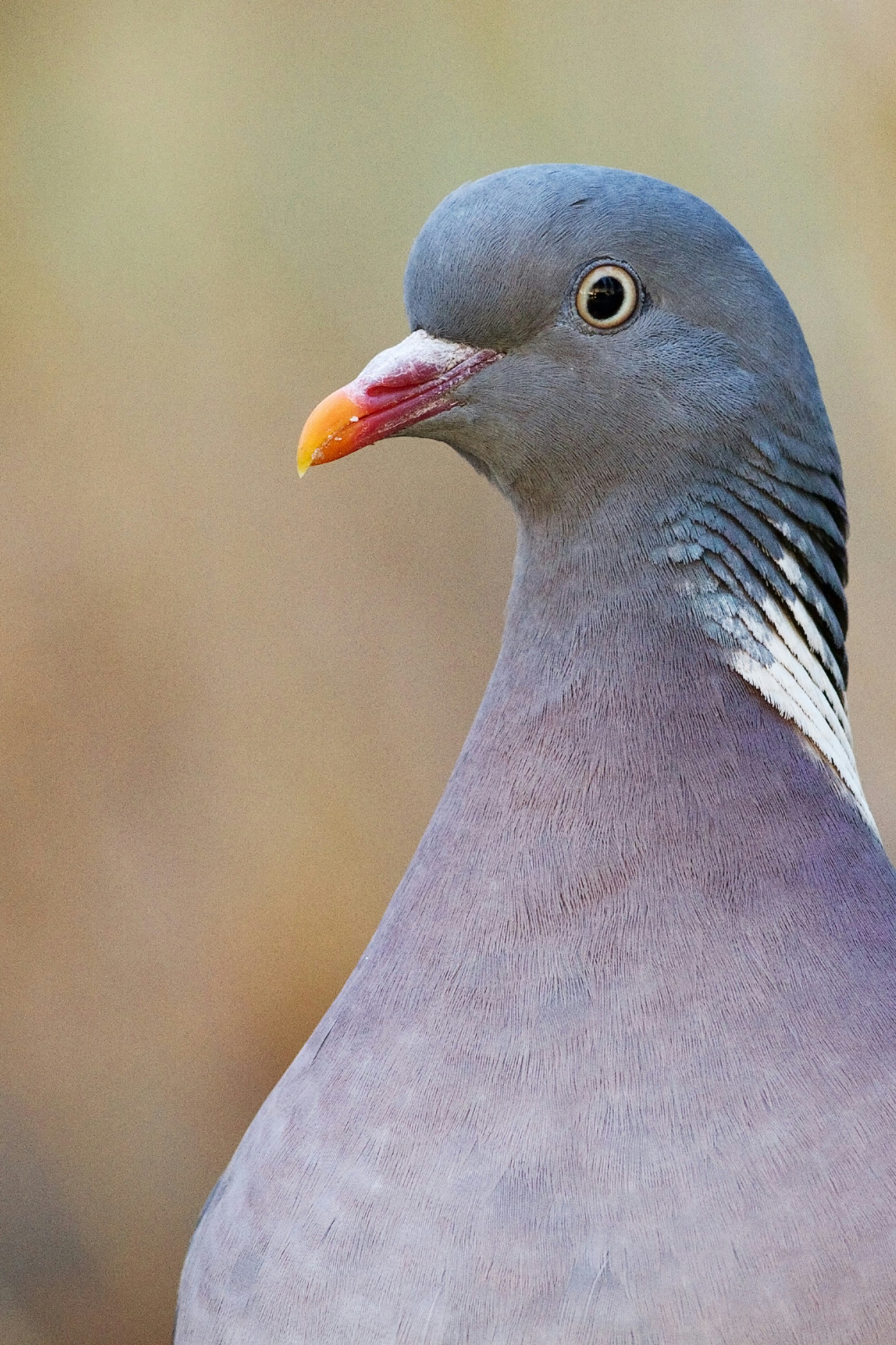 Close-up of a wood pigeon showcasing its distinctive features and vibrant colors against a soft background.