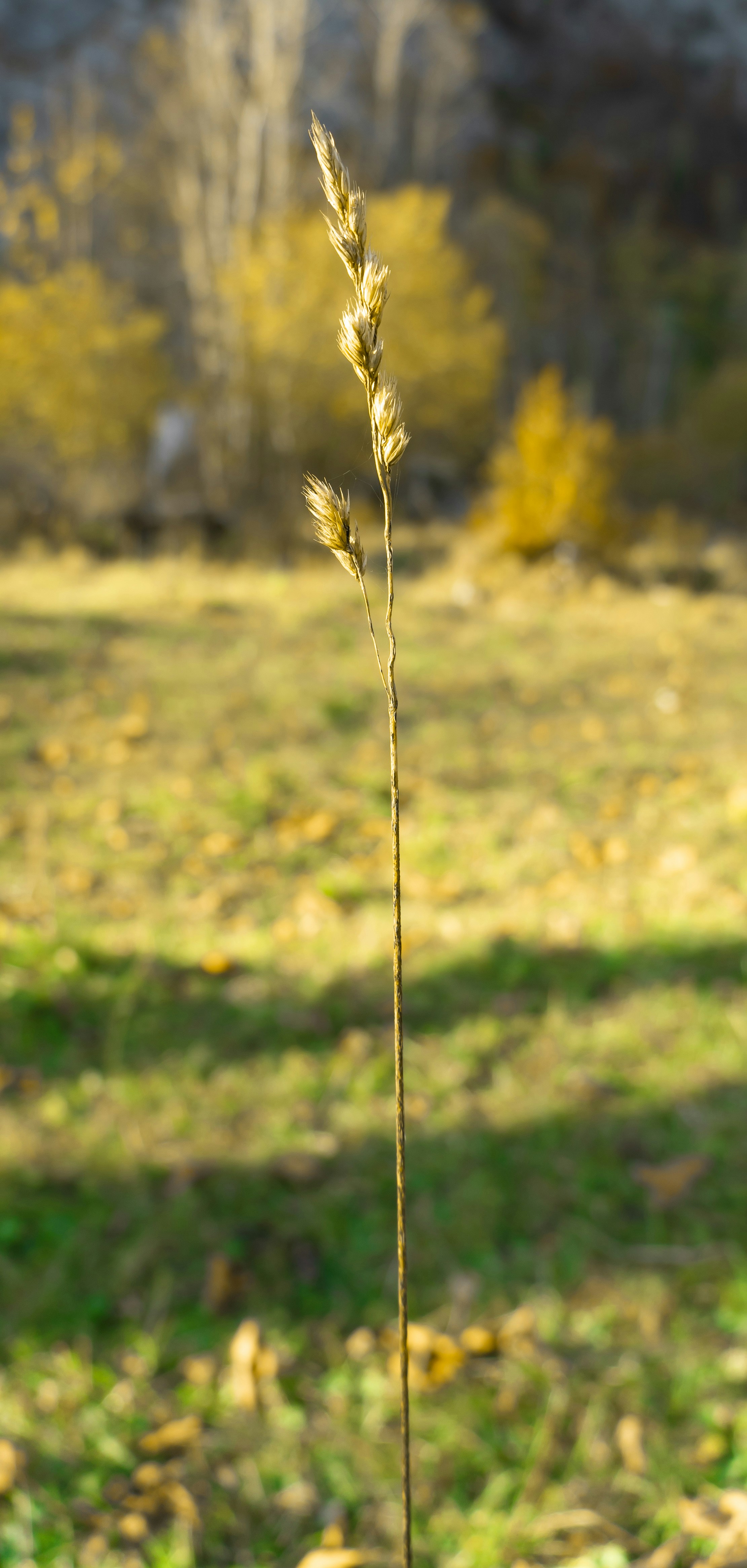 Gold-Tipped Grass Stalk Reaching Toward Autumn Light