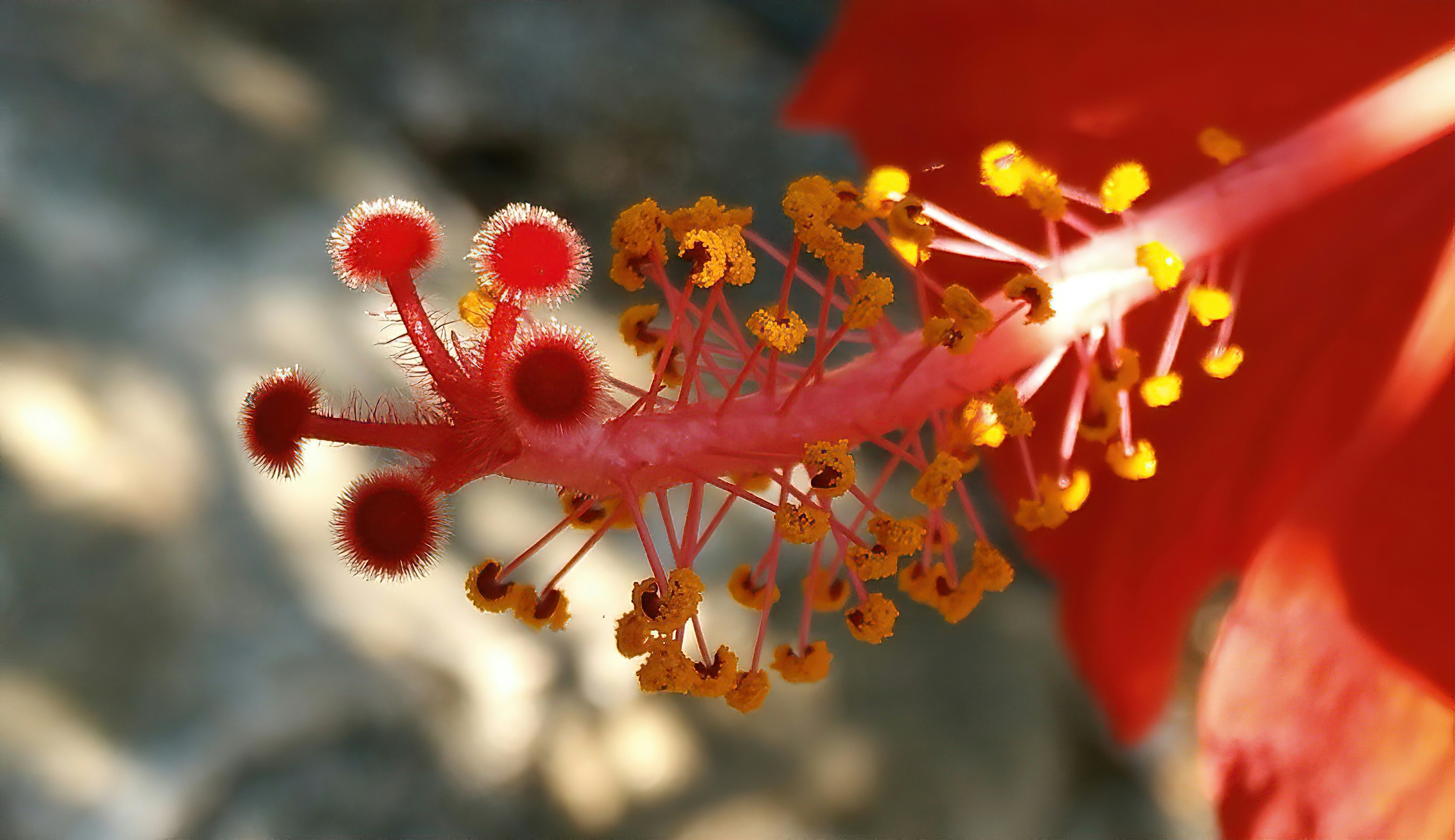 Macro photograph of a hibiscus stamen, featuring red filaments and yellow pollen, against a softly blurred background.