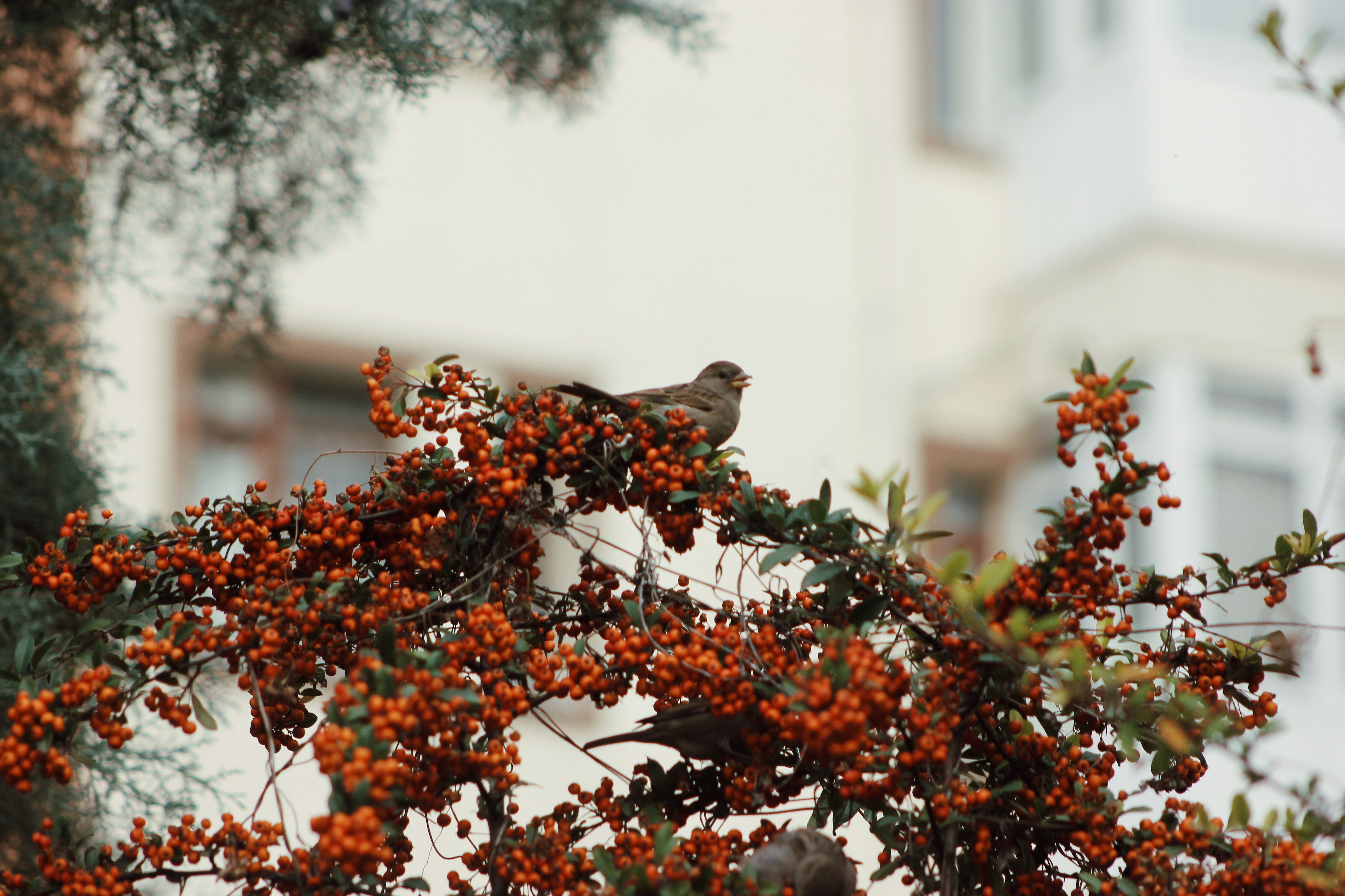 brown bird on brown tree branch