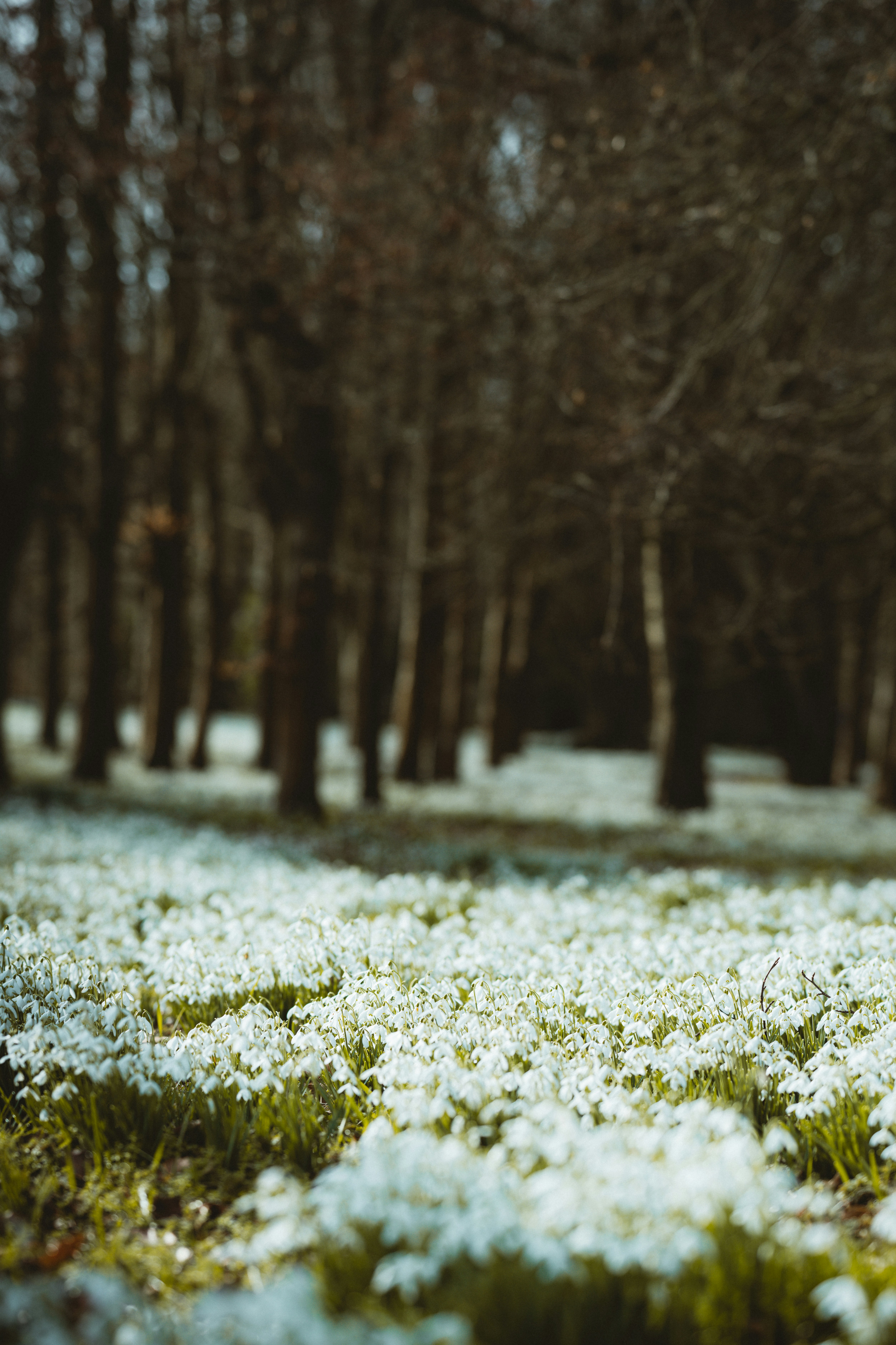 Snowdrop woods | yellow flower field during daytime