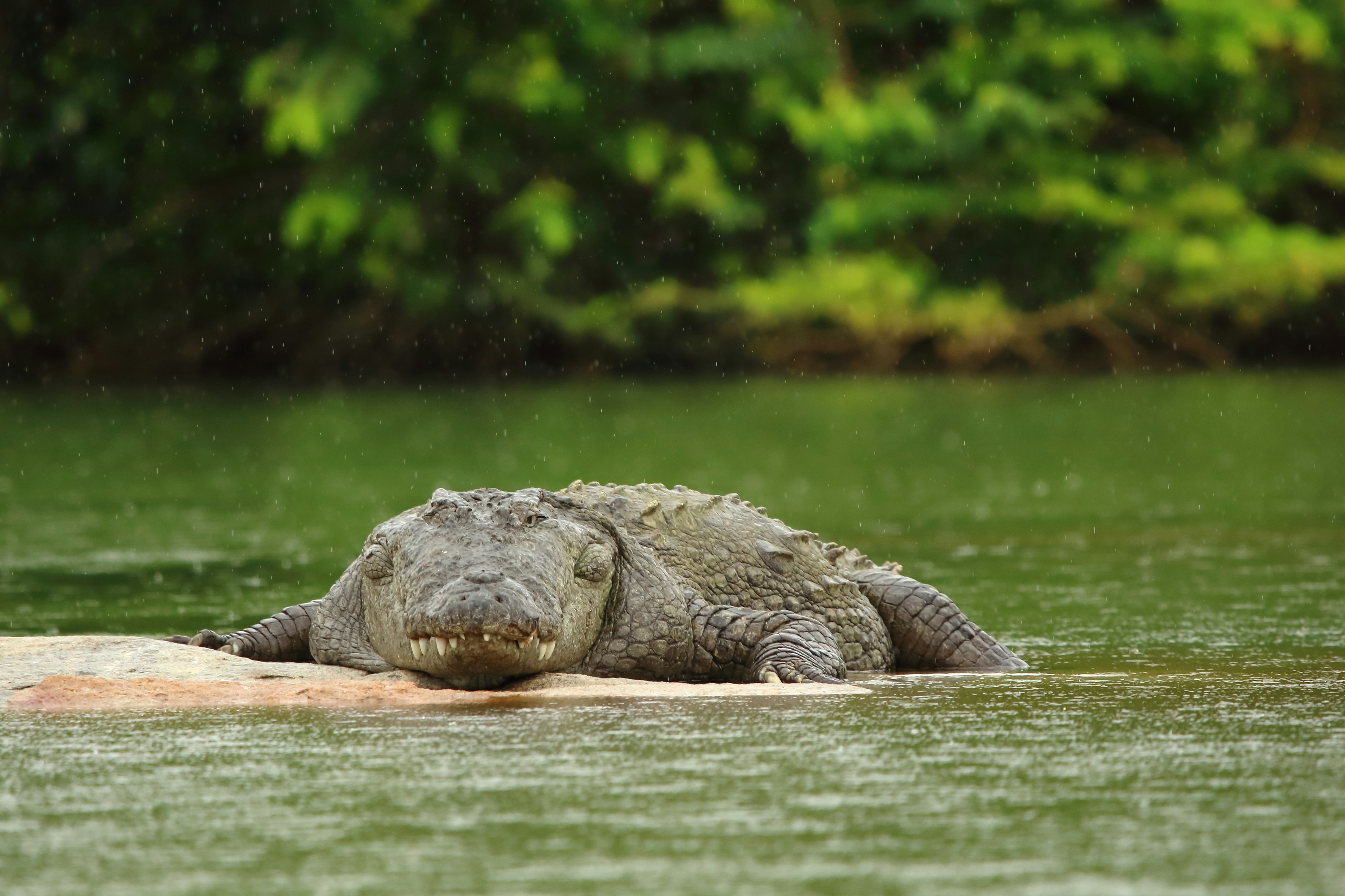 A marsh crocodile enjoying the mild drizzle.  They are one of the three species of crocodilians found in India.