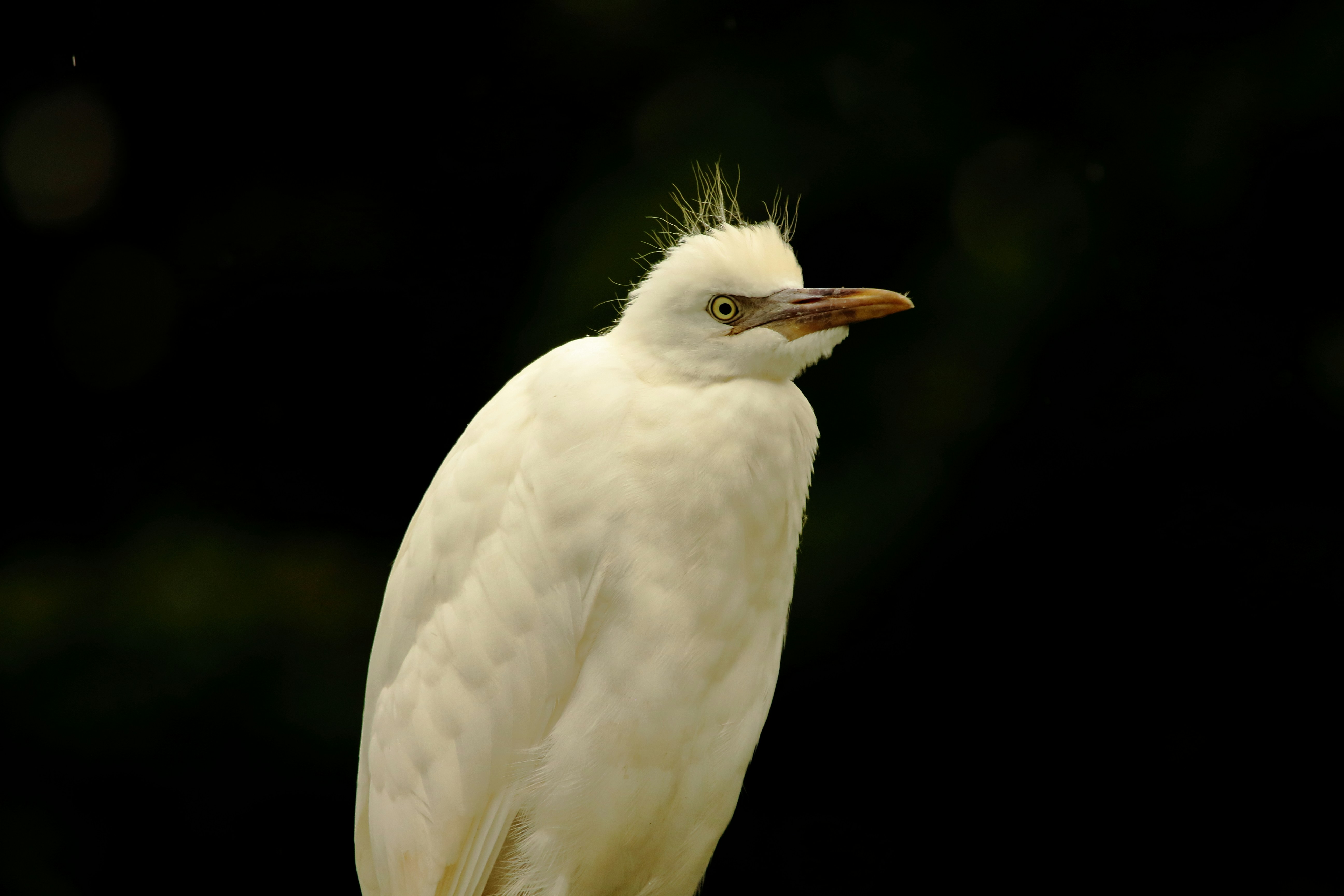 Lone Egret Portrait: Crest and Gaze in Velvet Darkness