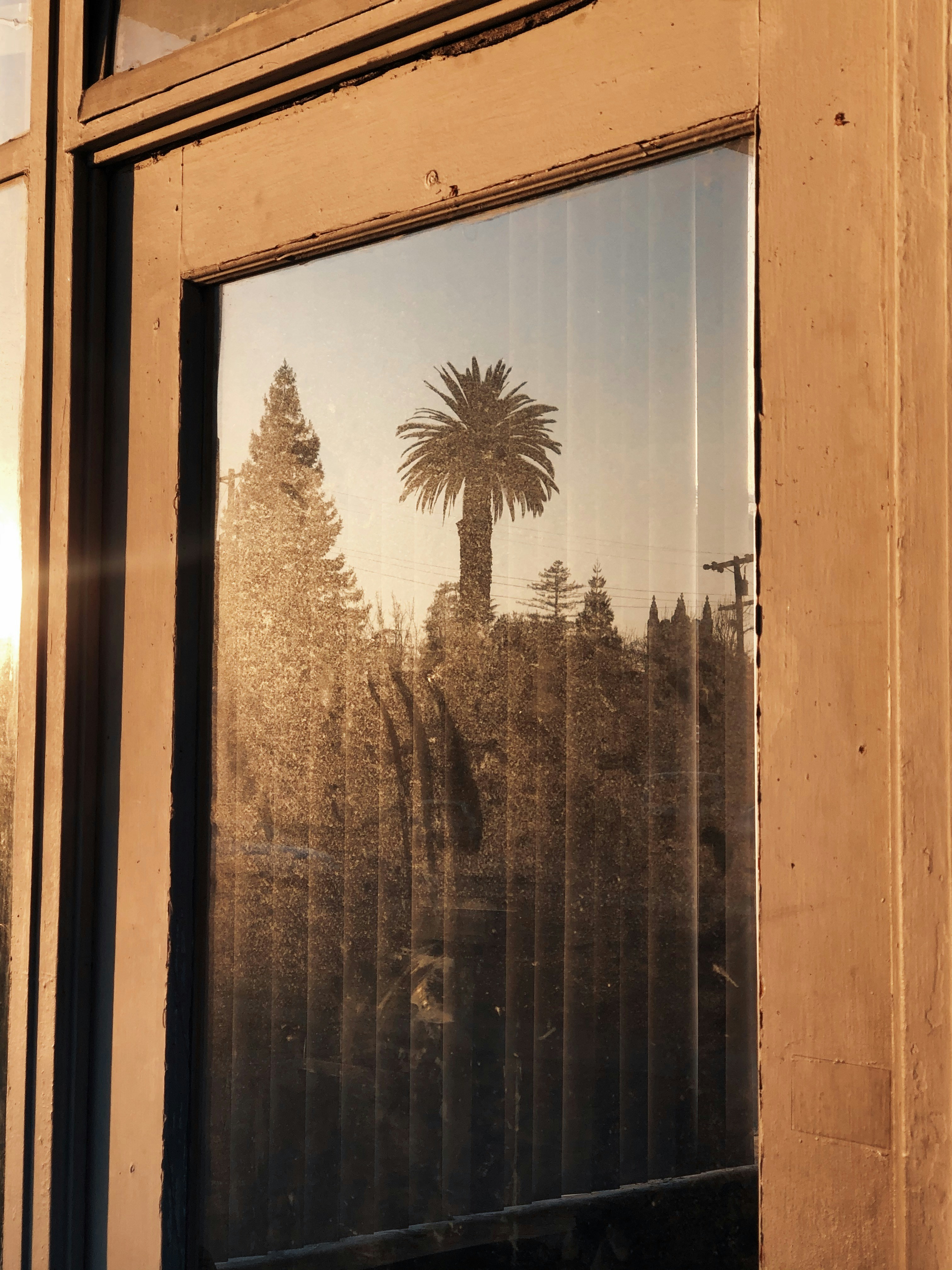 Framed Palm Mirage: A Sunset Reflection in a Window Pane