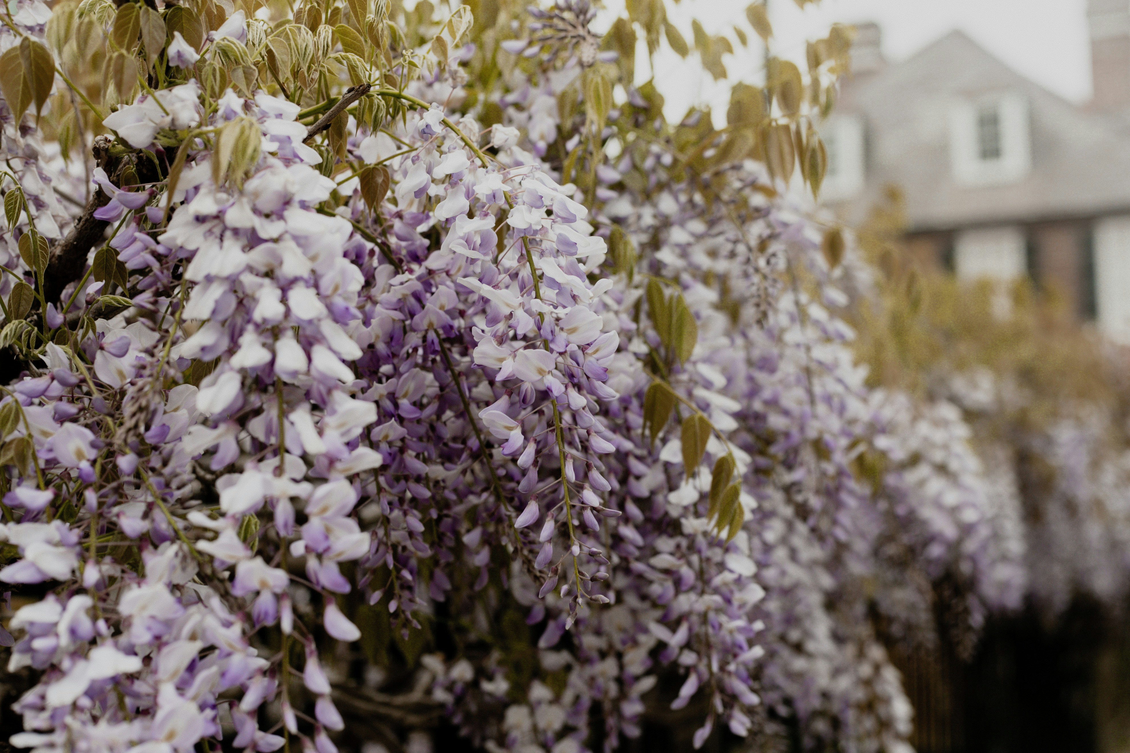 Wisteria Curtain Draped Across a Quiet Suburban Lane