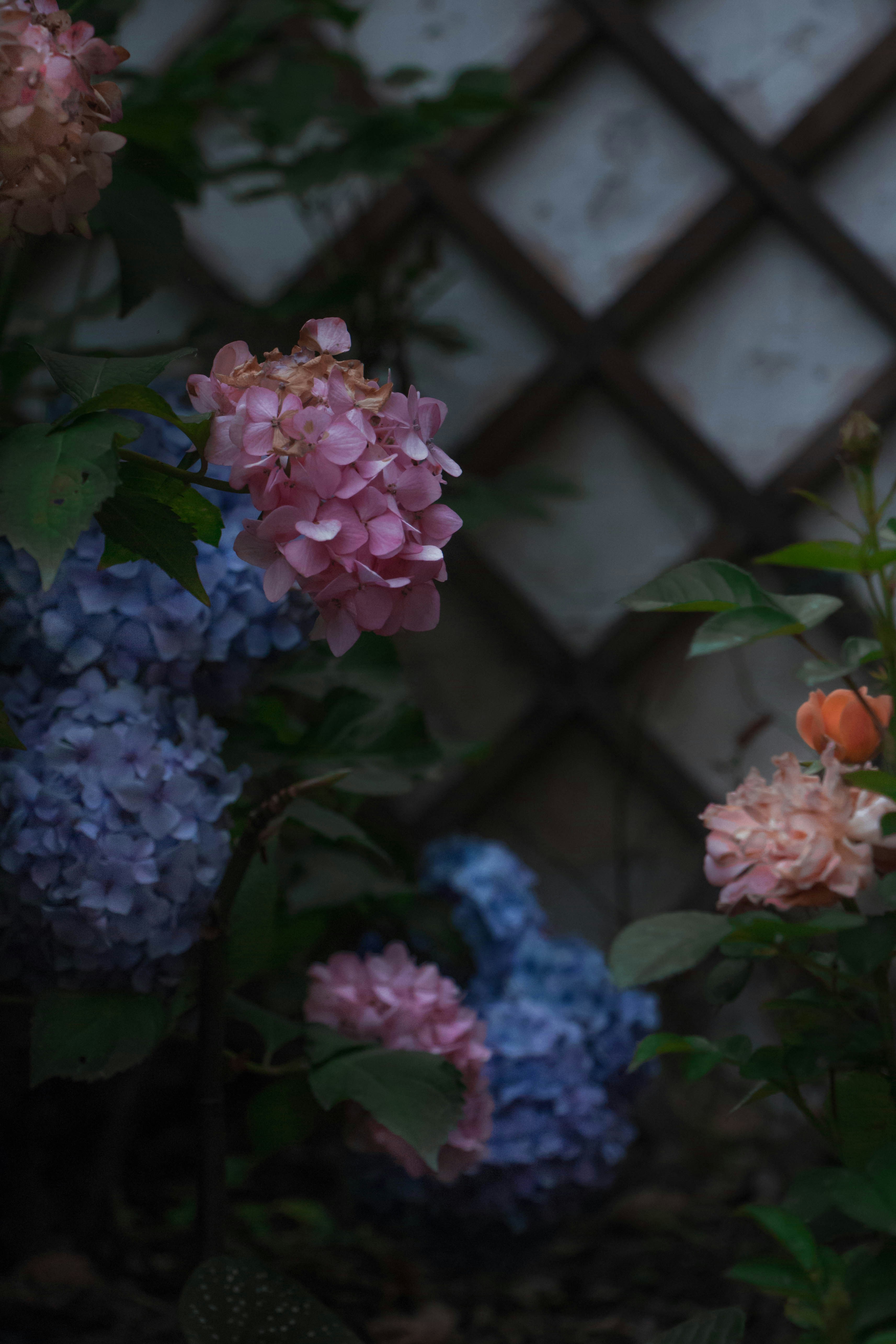 Summer Garden