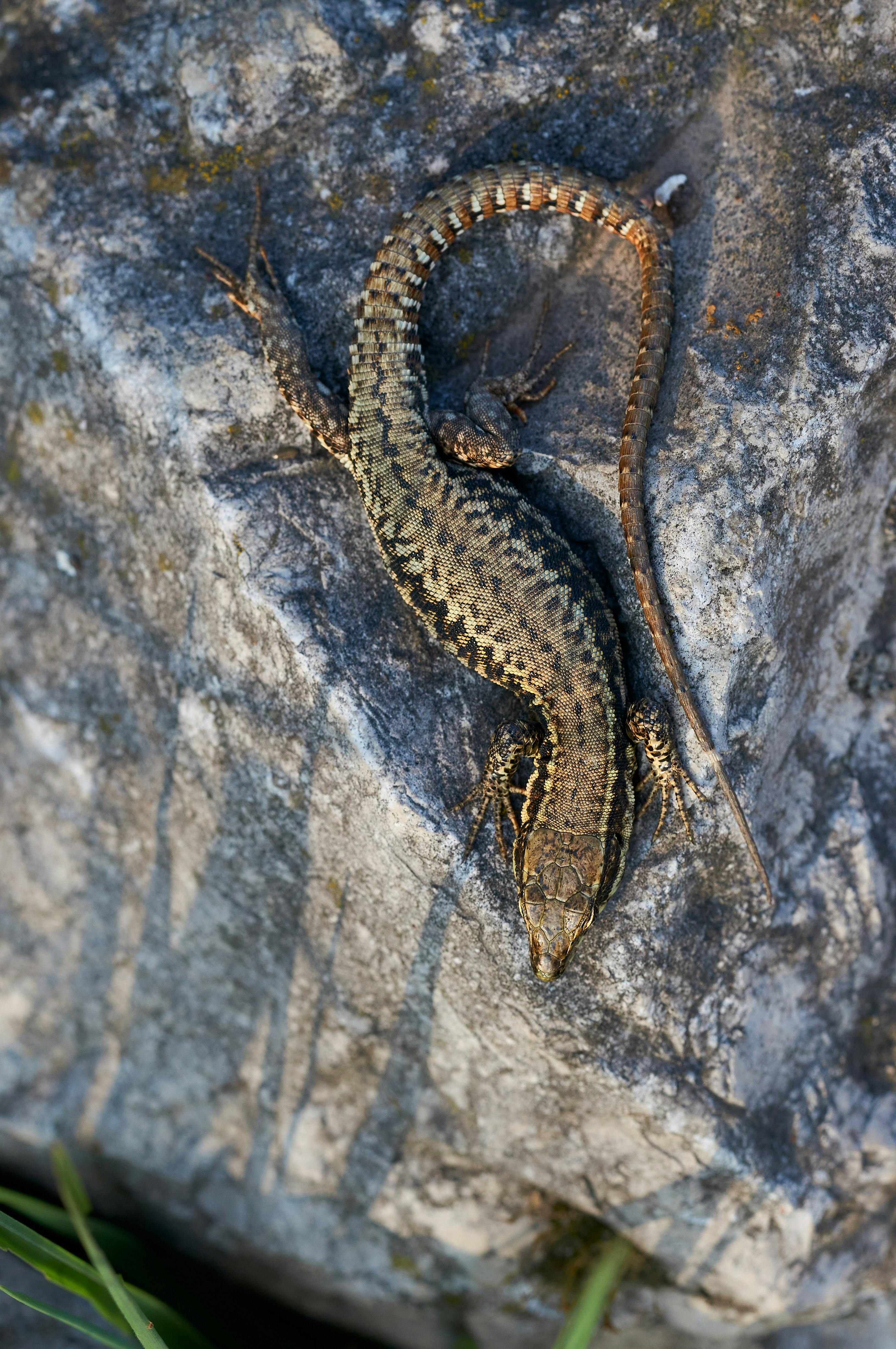 A lizard resting on a textured rock, showcasing its intricate patterns and colors in natural sunlight.