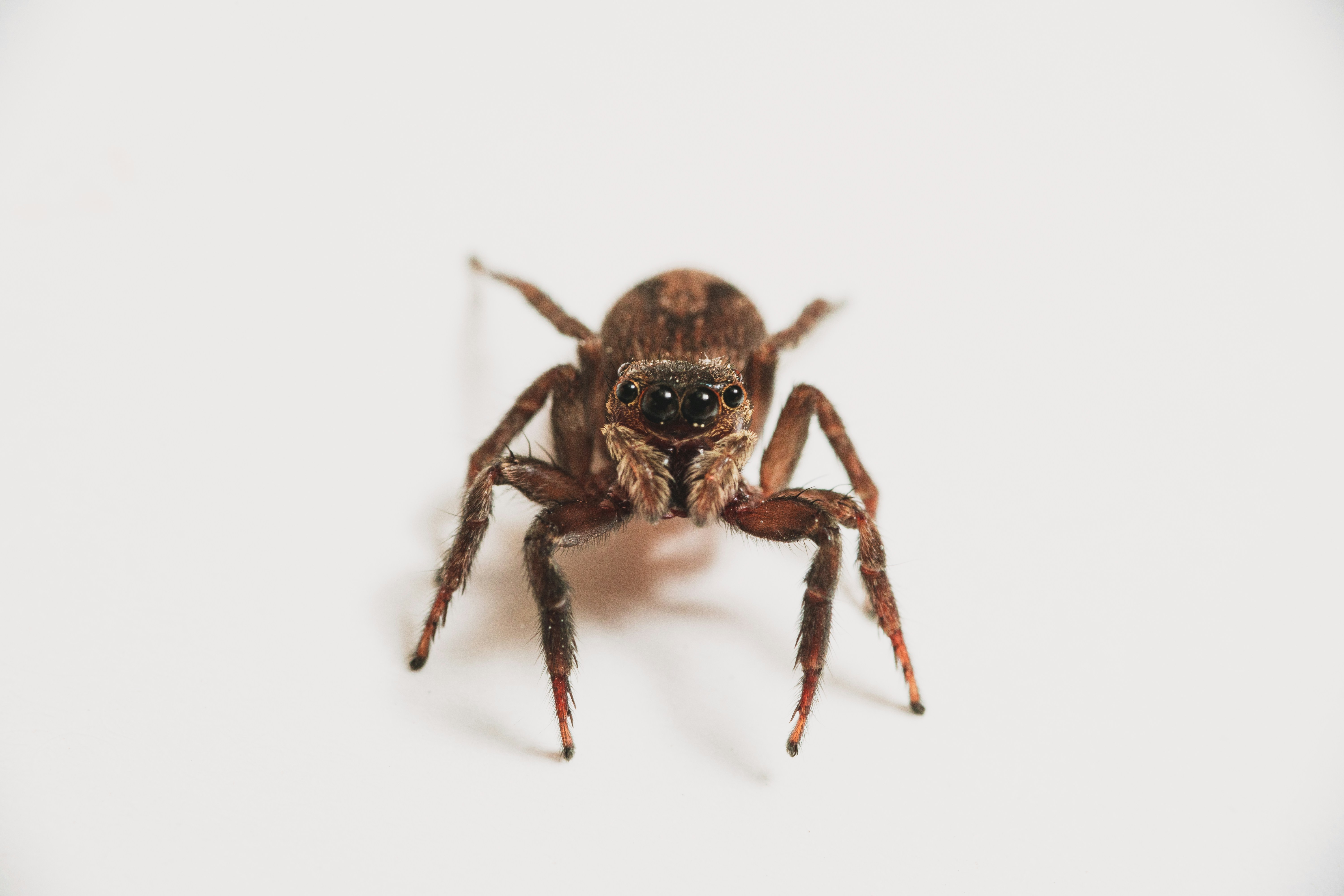 350+ [HQ] Spider Pictures | Download Free Images on Unsplash