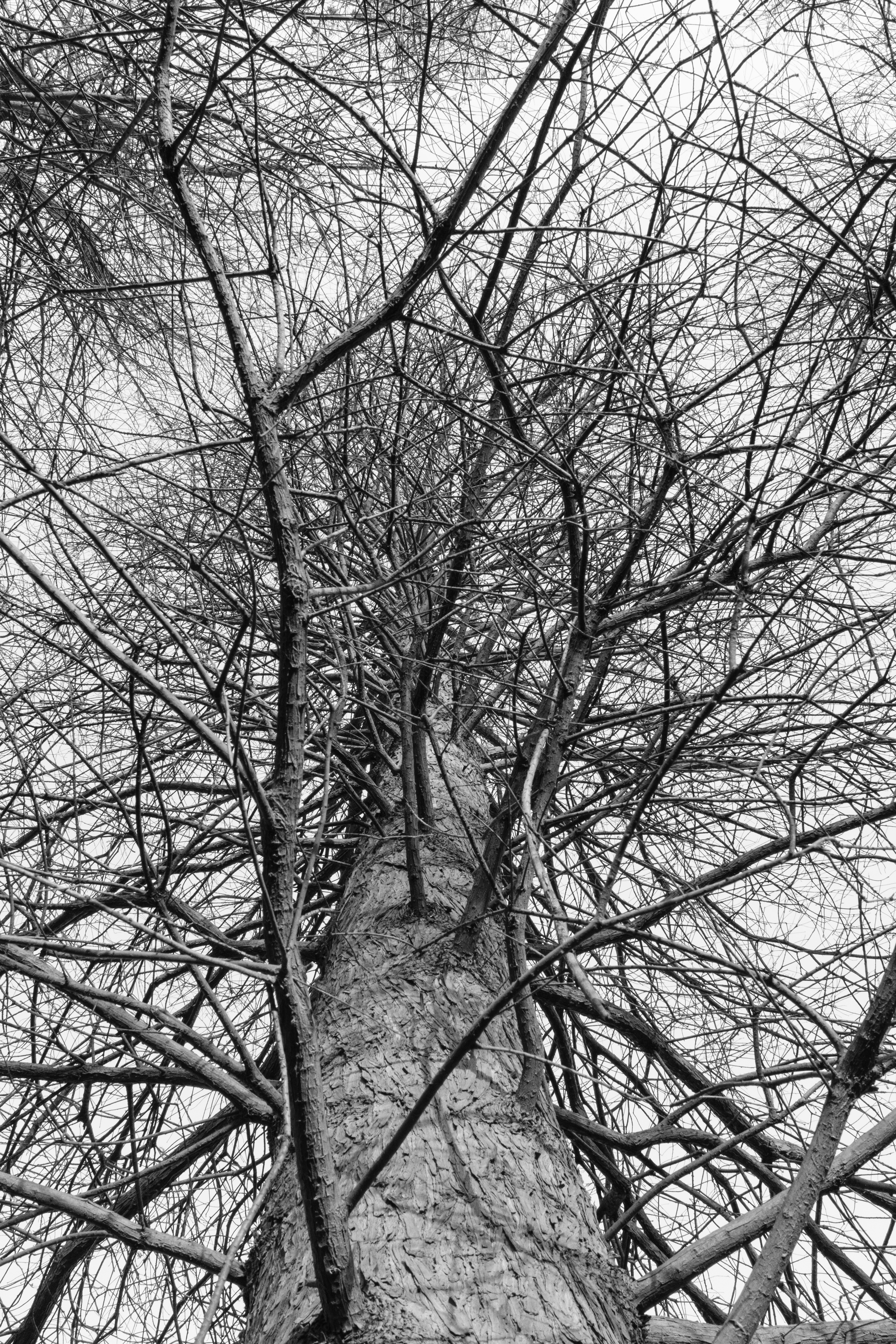 Grayscale photo of leafless trees photo – Free Grey Image on Unsplash