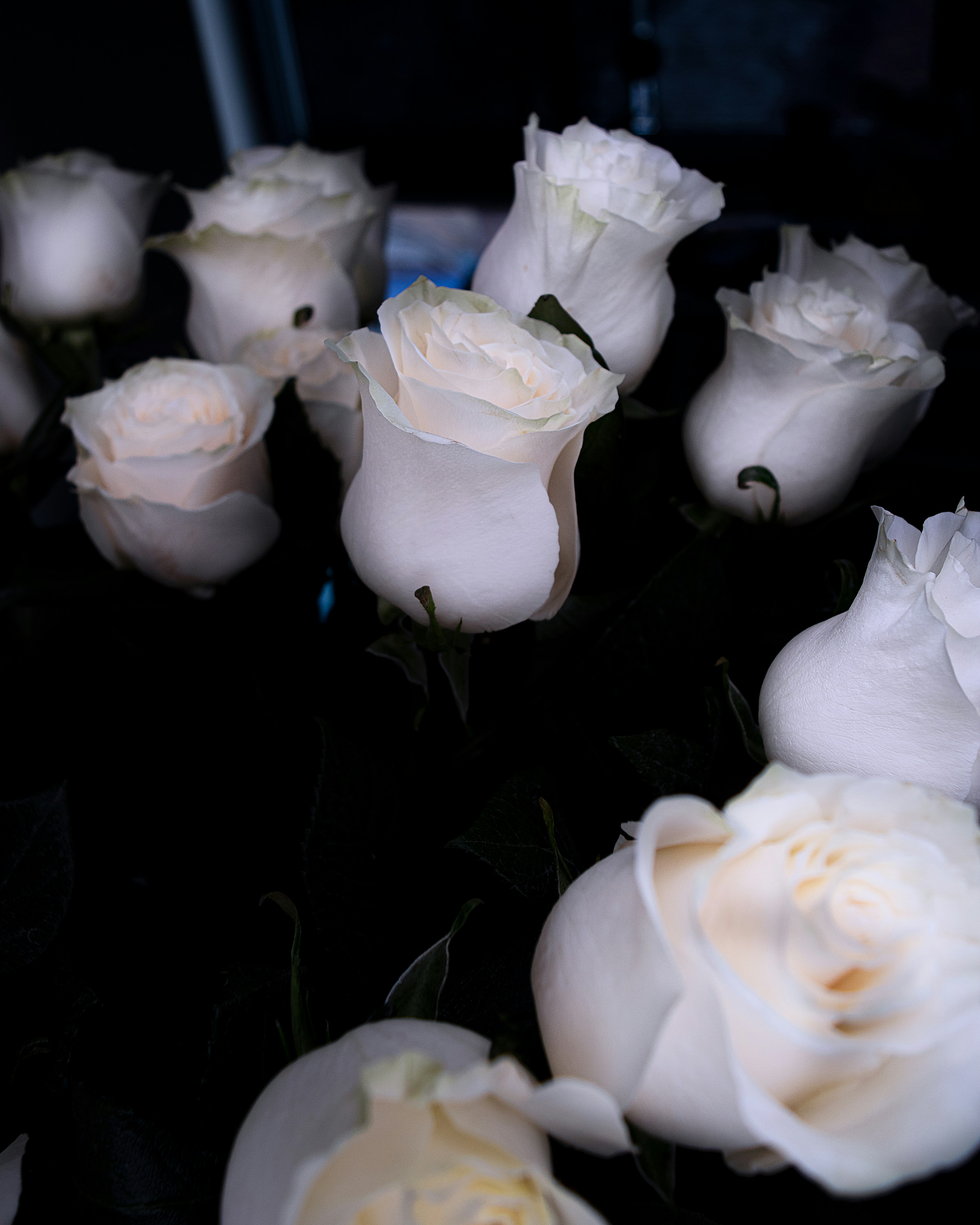 White Roses Background Tumblr