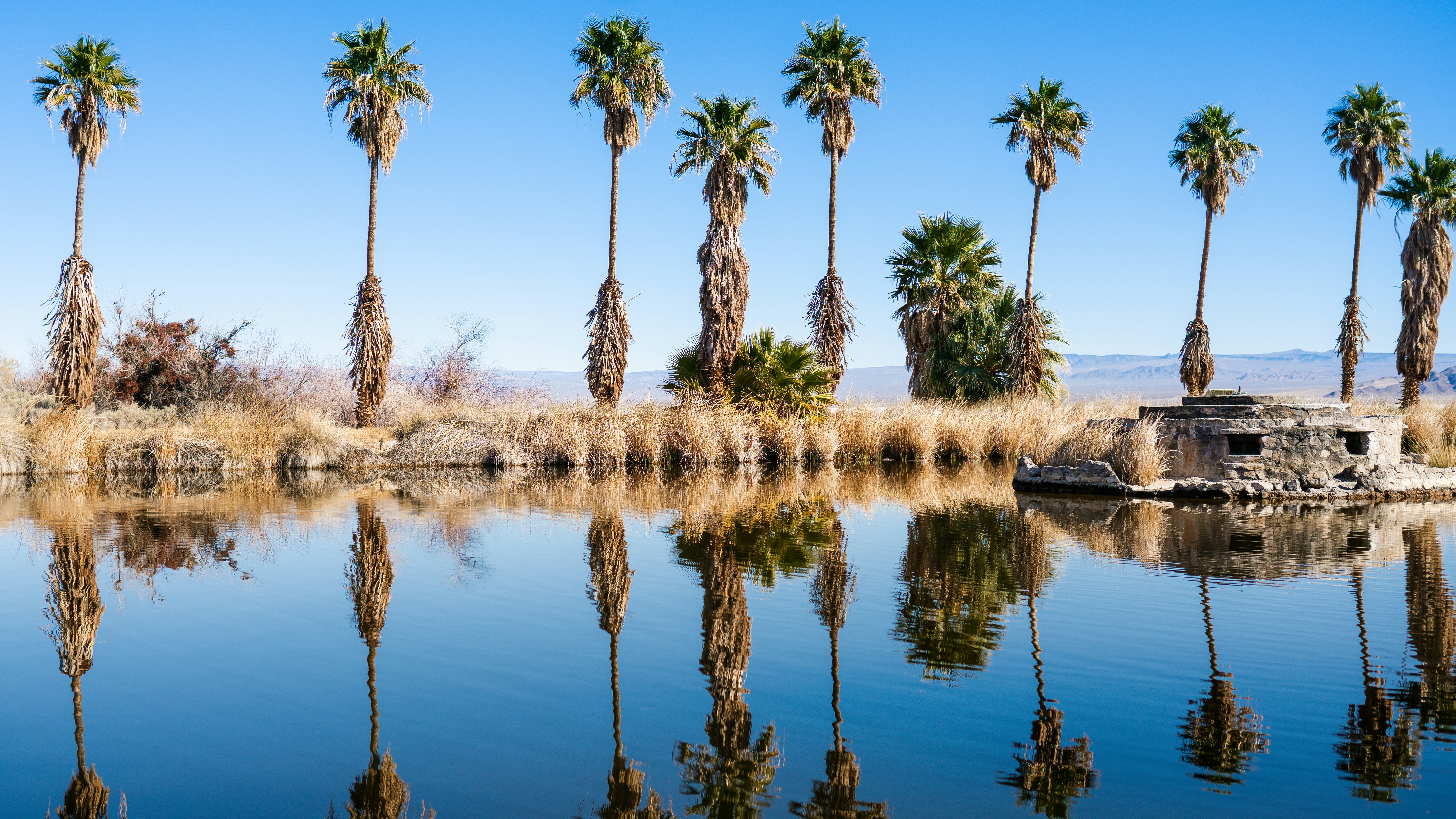 Palms and their Mirror: Desert Oasis Serenade
