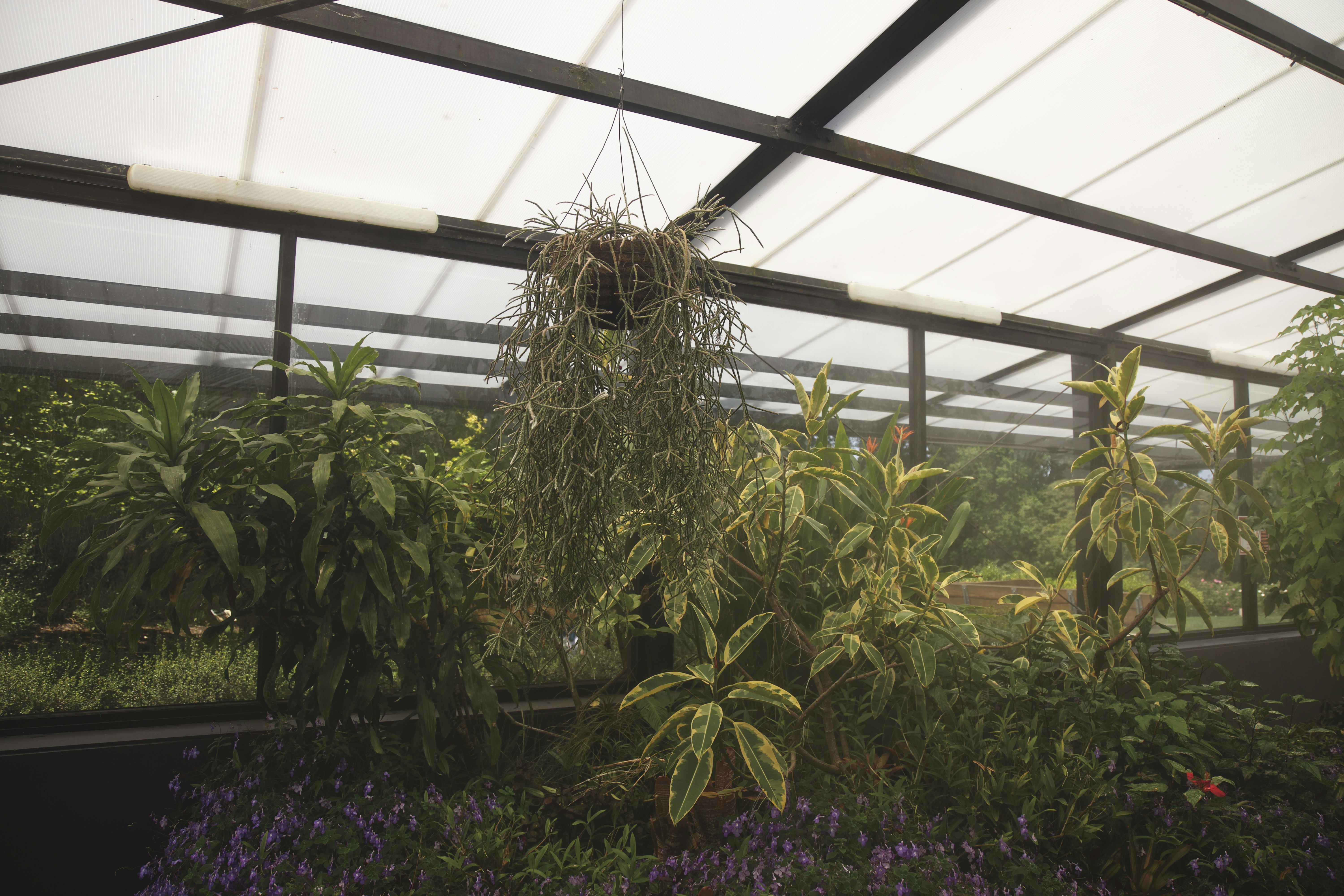 Lush green plants thriving inside a sunlit greenhouse, with a hanging plant centerpiece.