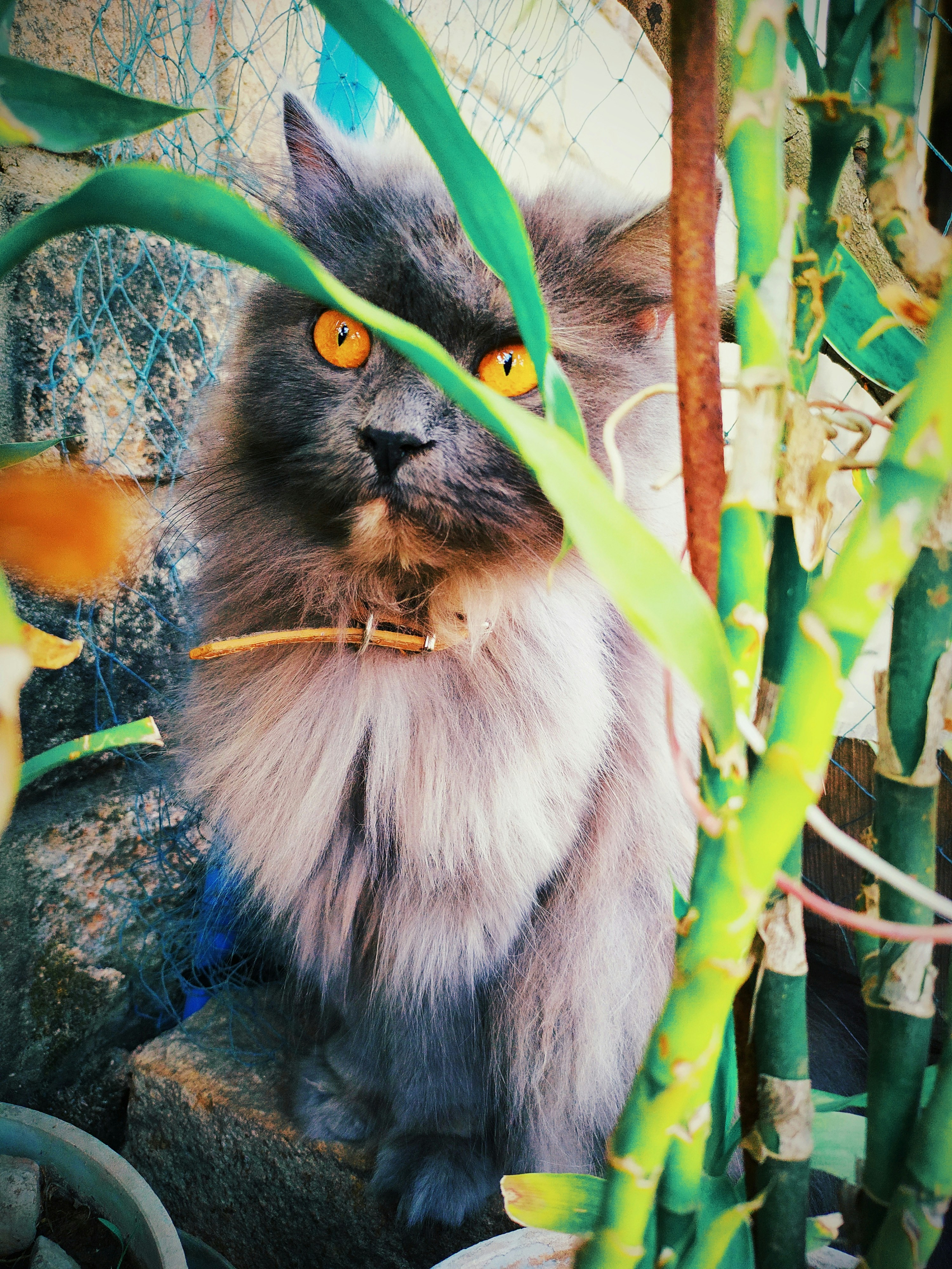Hidden Monarch: Cat with Amber Gaze Among Garden Vines