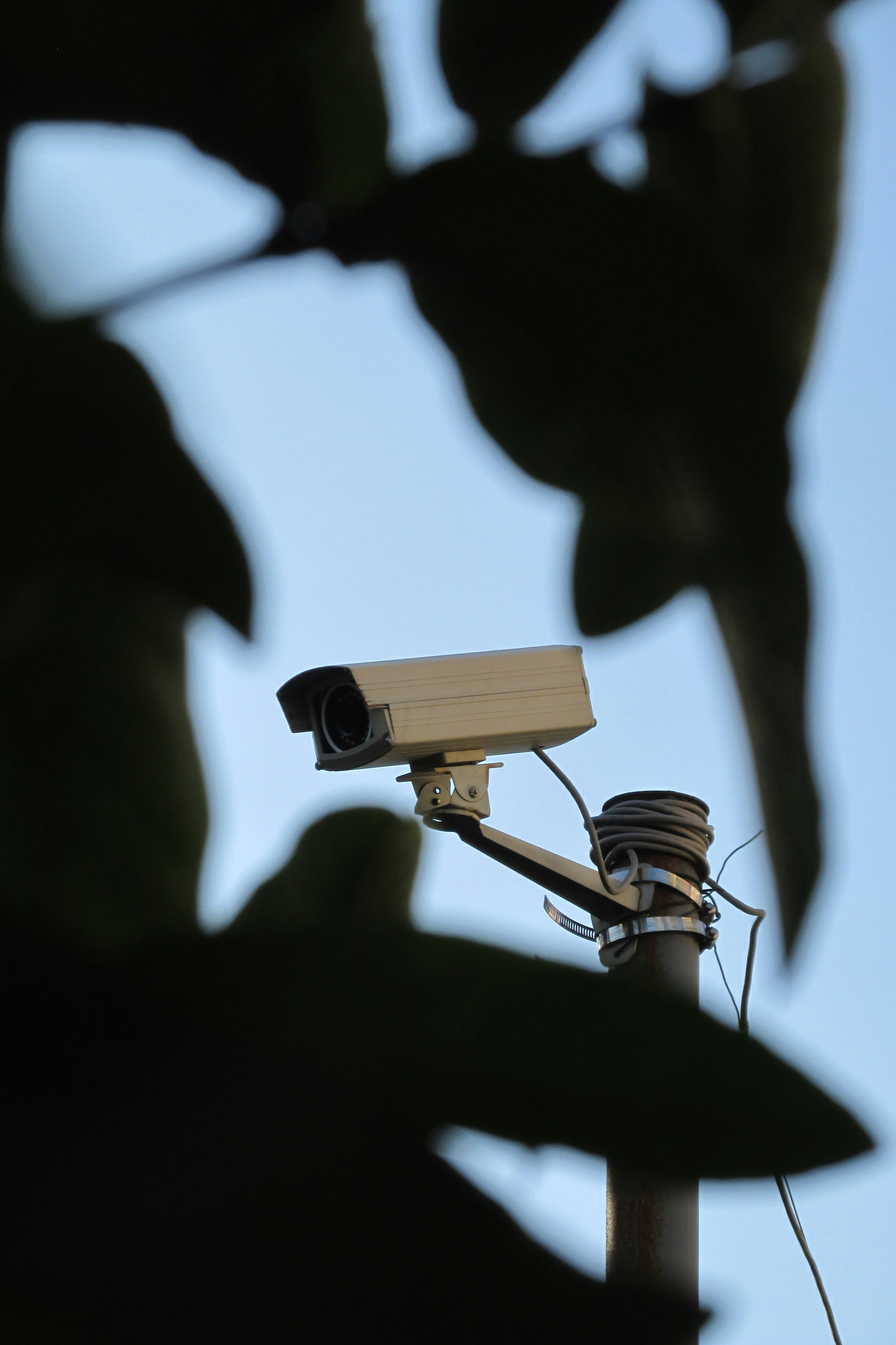 Surveillance camera perched atop a post, partially obscured by foliage, observing its surroundings.