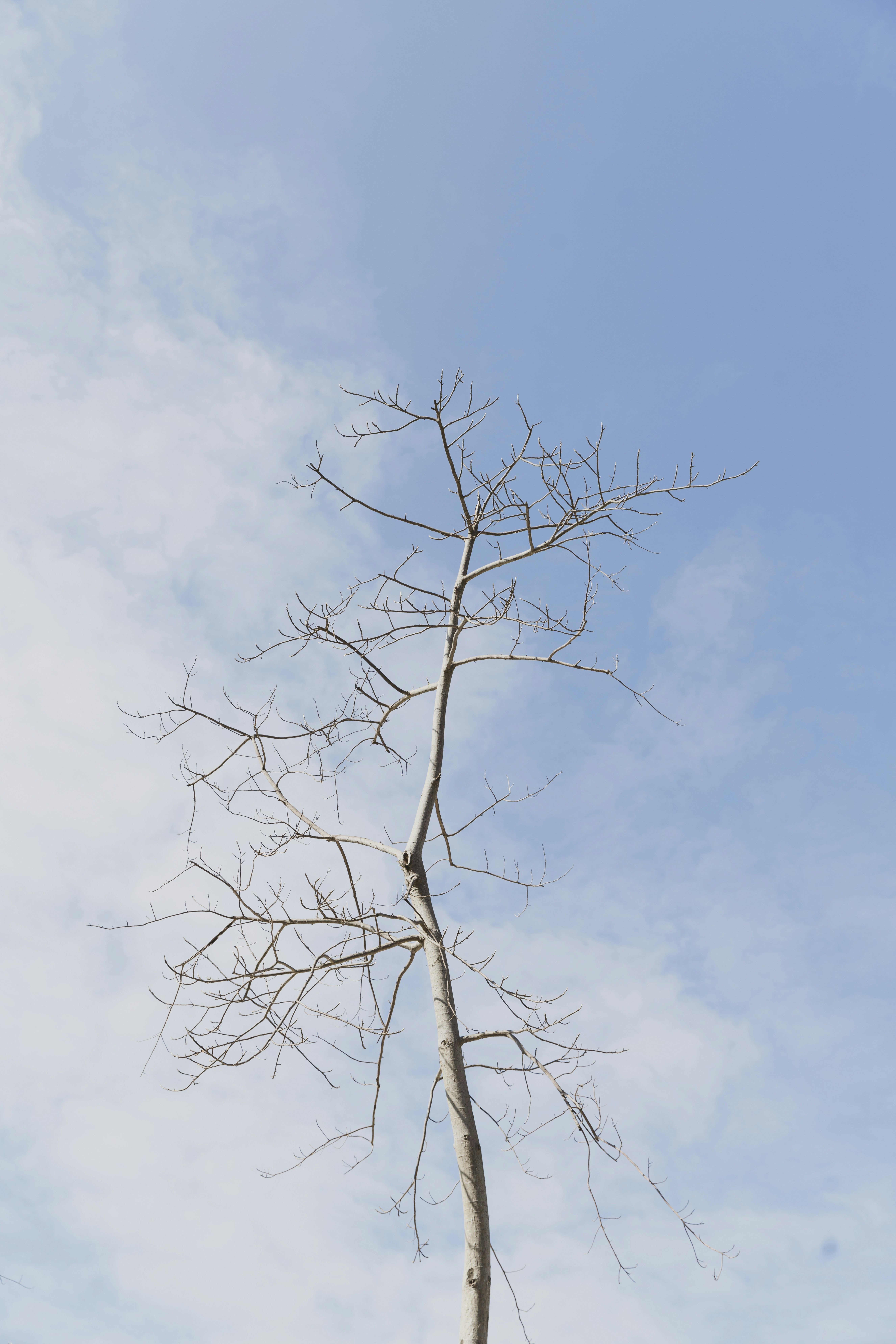 A bare tree stretches upwards against a backdrop of soft clouds and blue sky, embodying resilience and solitude.