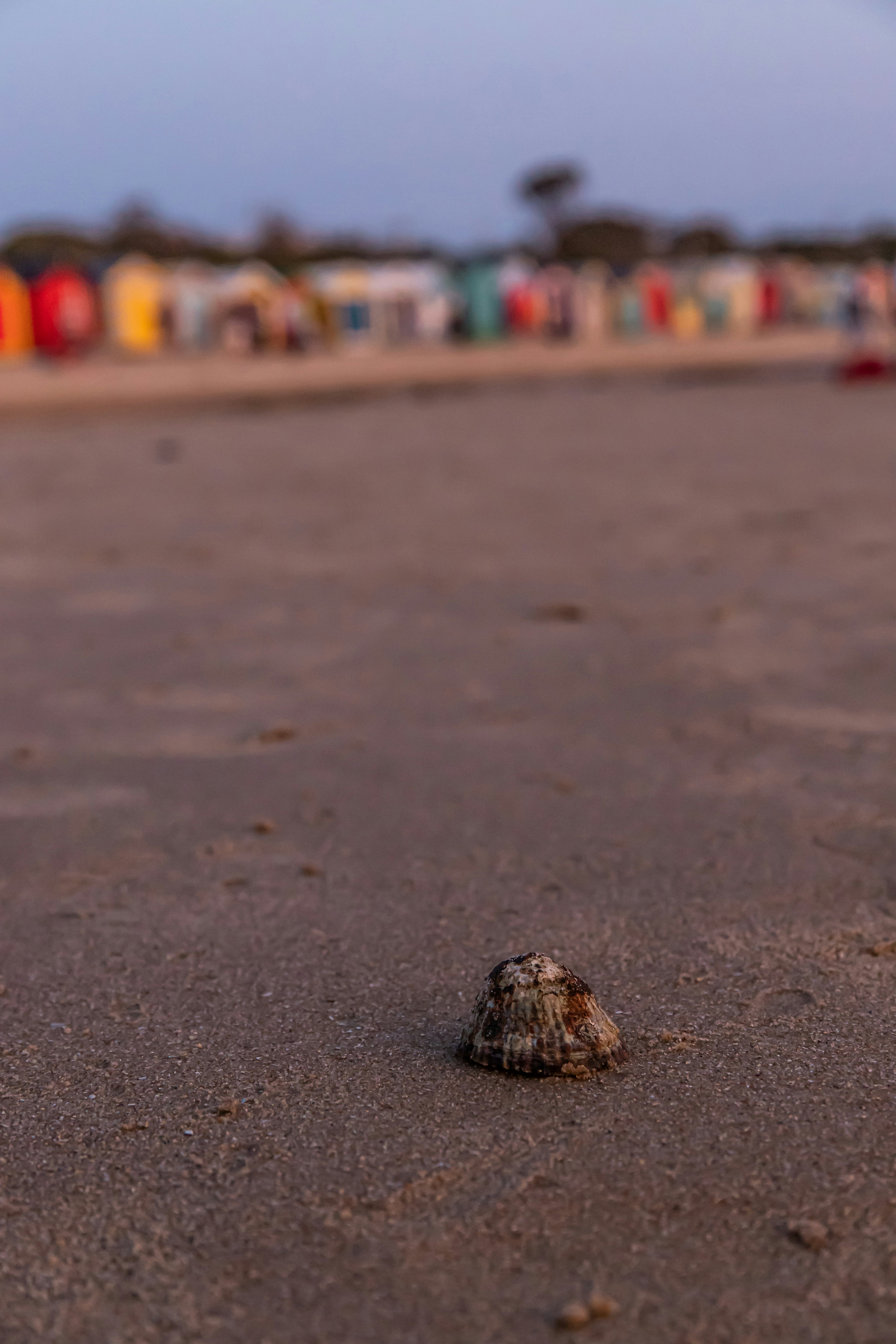 Foreshore Spotlight: a lone seashell anchors the sandy foreground