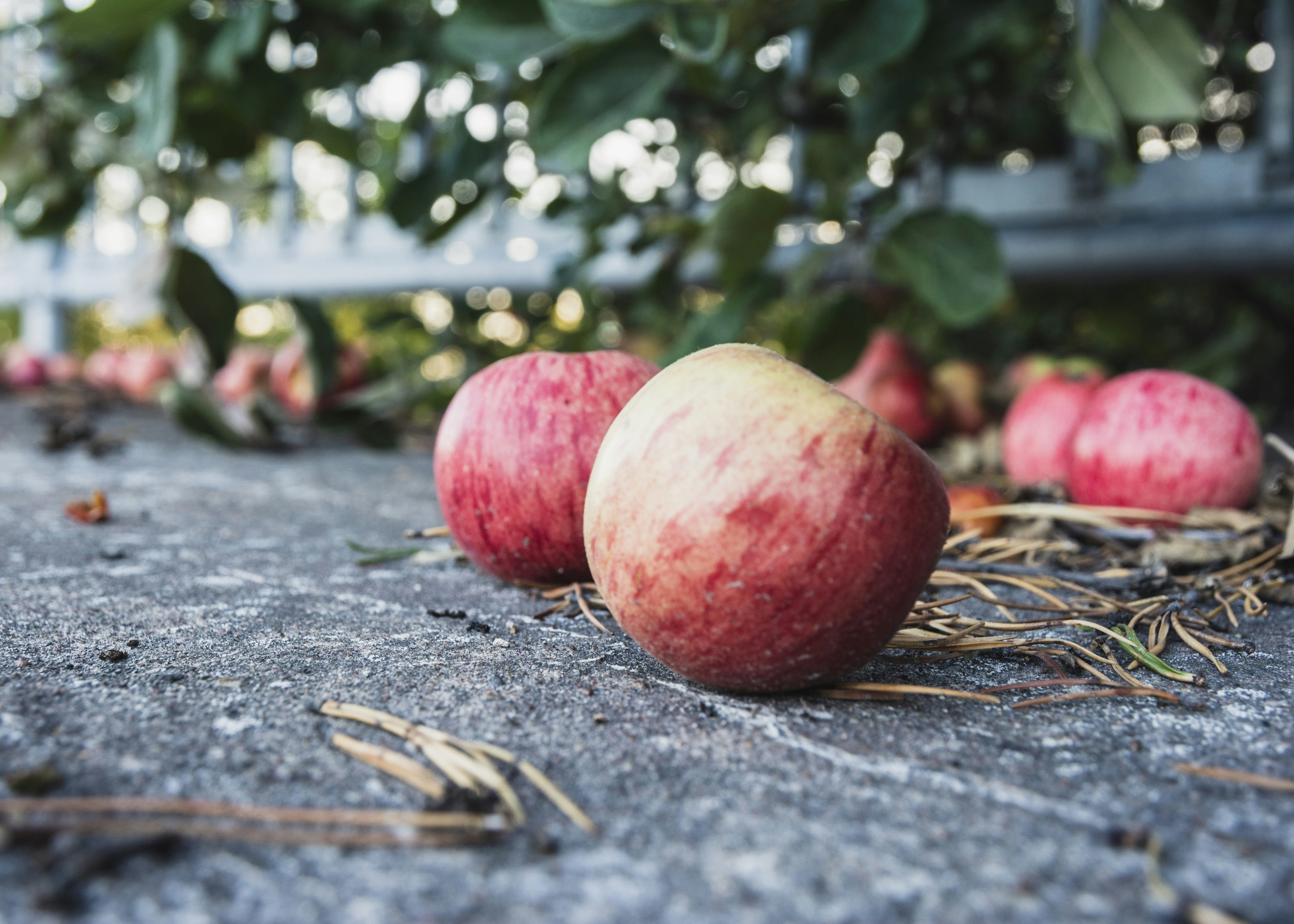 Crimson Apple on a Rough Concrete Stage: A Quiet Harvest Close-Up