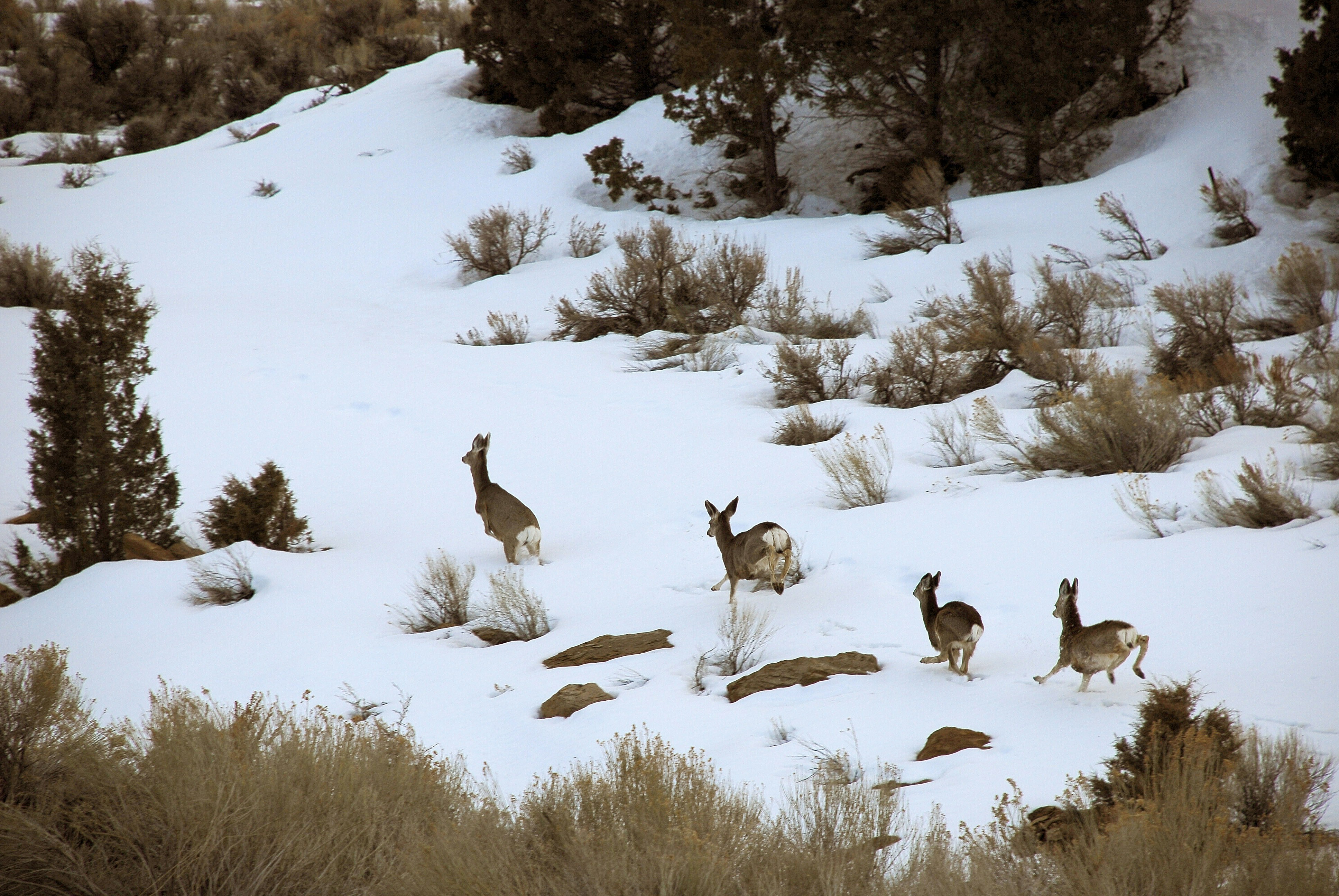 Guanacos on a Snow-Dusted Slope