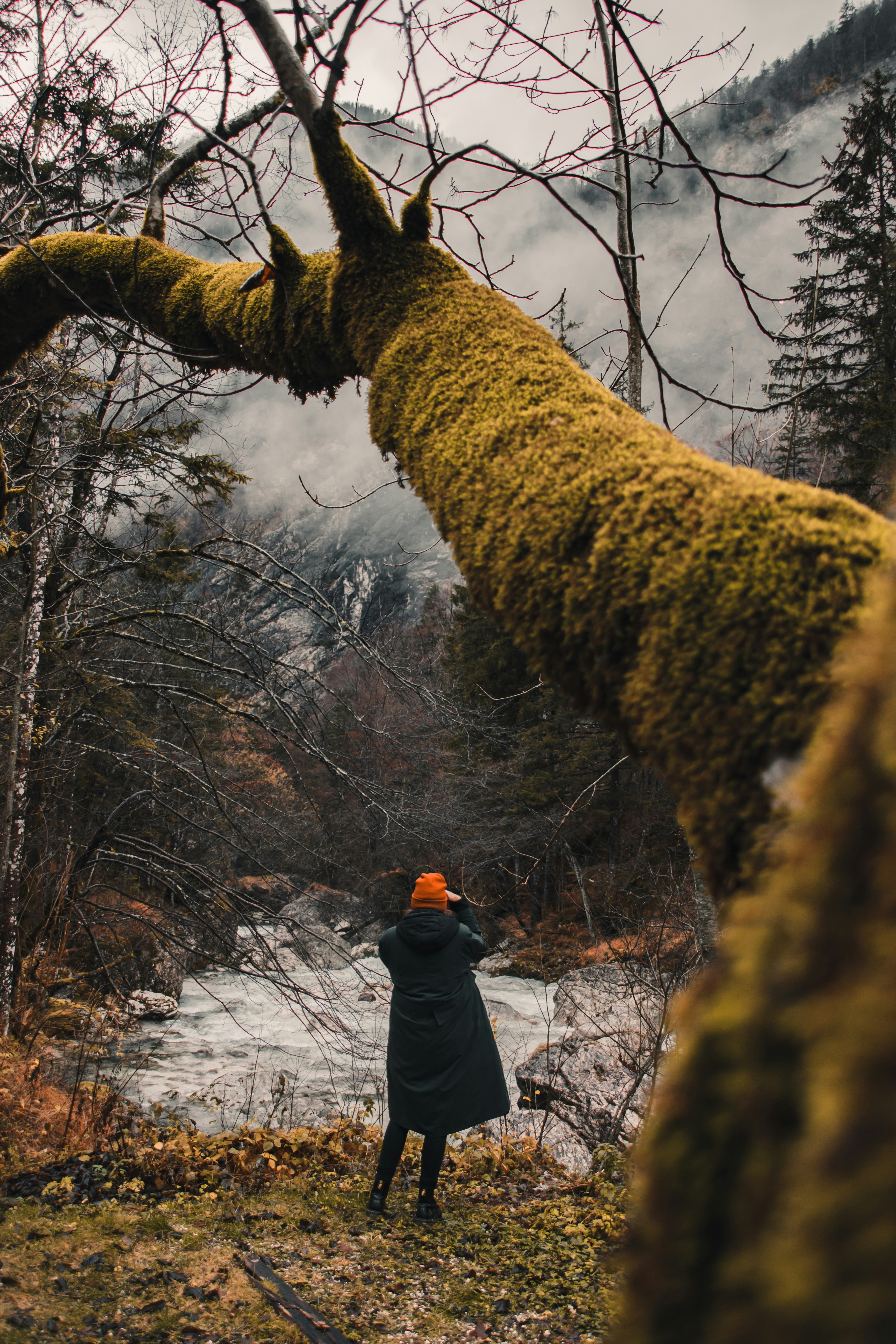 Person in black jacket and black pants standing on brown tree trunk ...