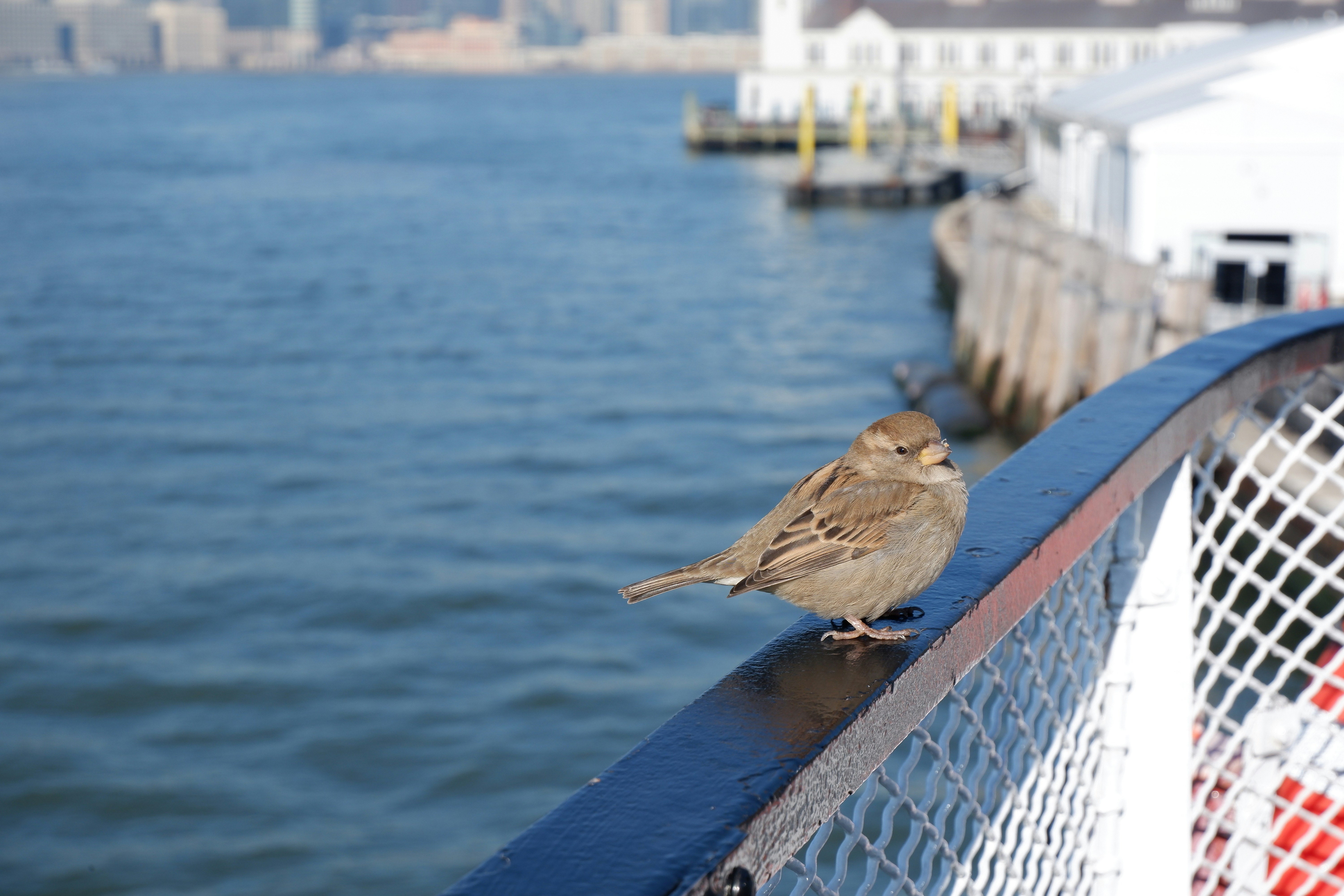 A small brown bird perched on a railing overlooking the calm waters, with a blurred cityscape in the background. 
