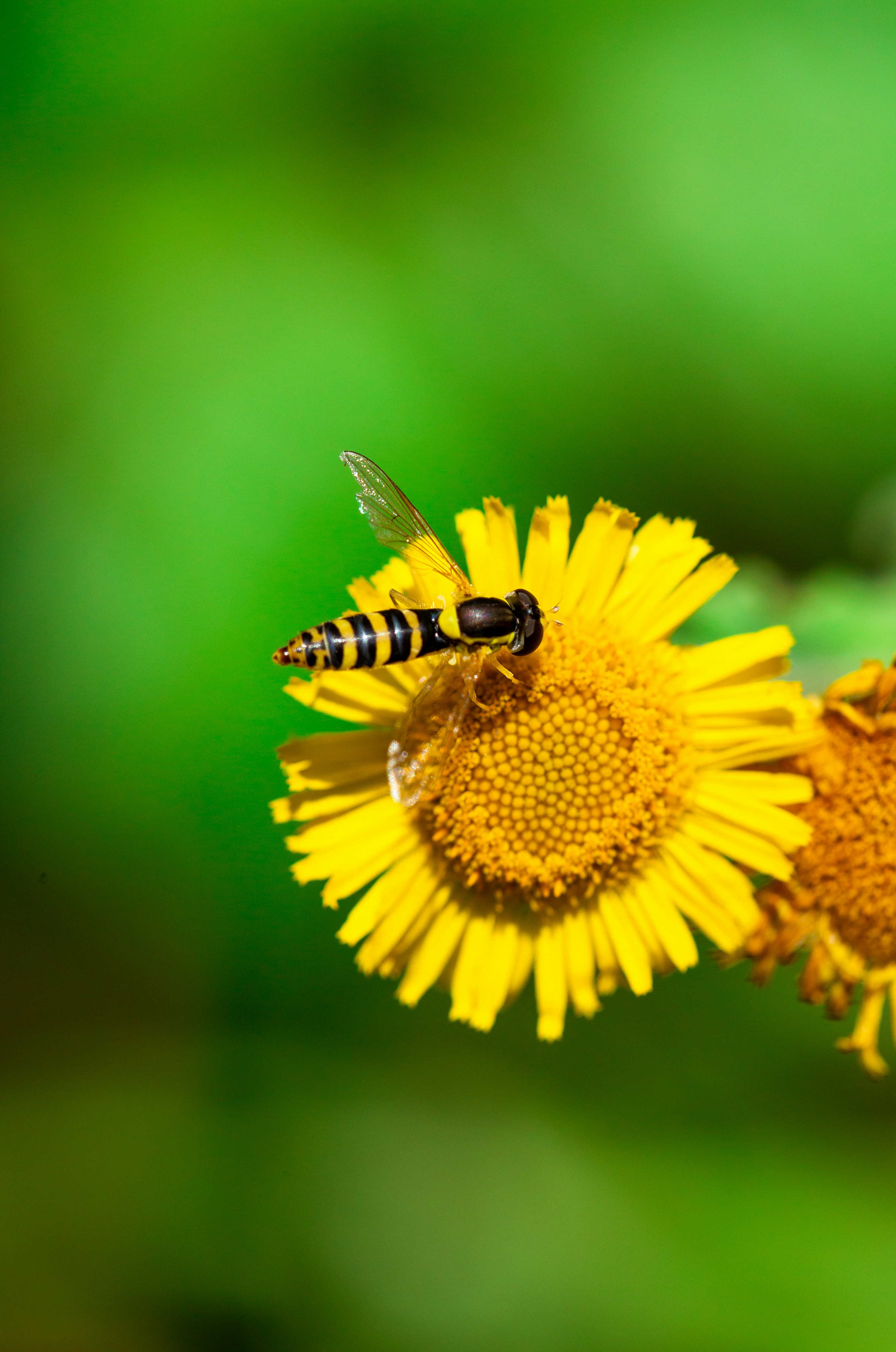 Sunlit hoverfly on a bright yellow blossom
