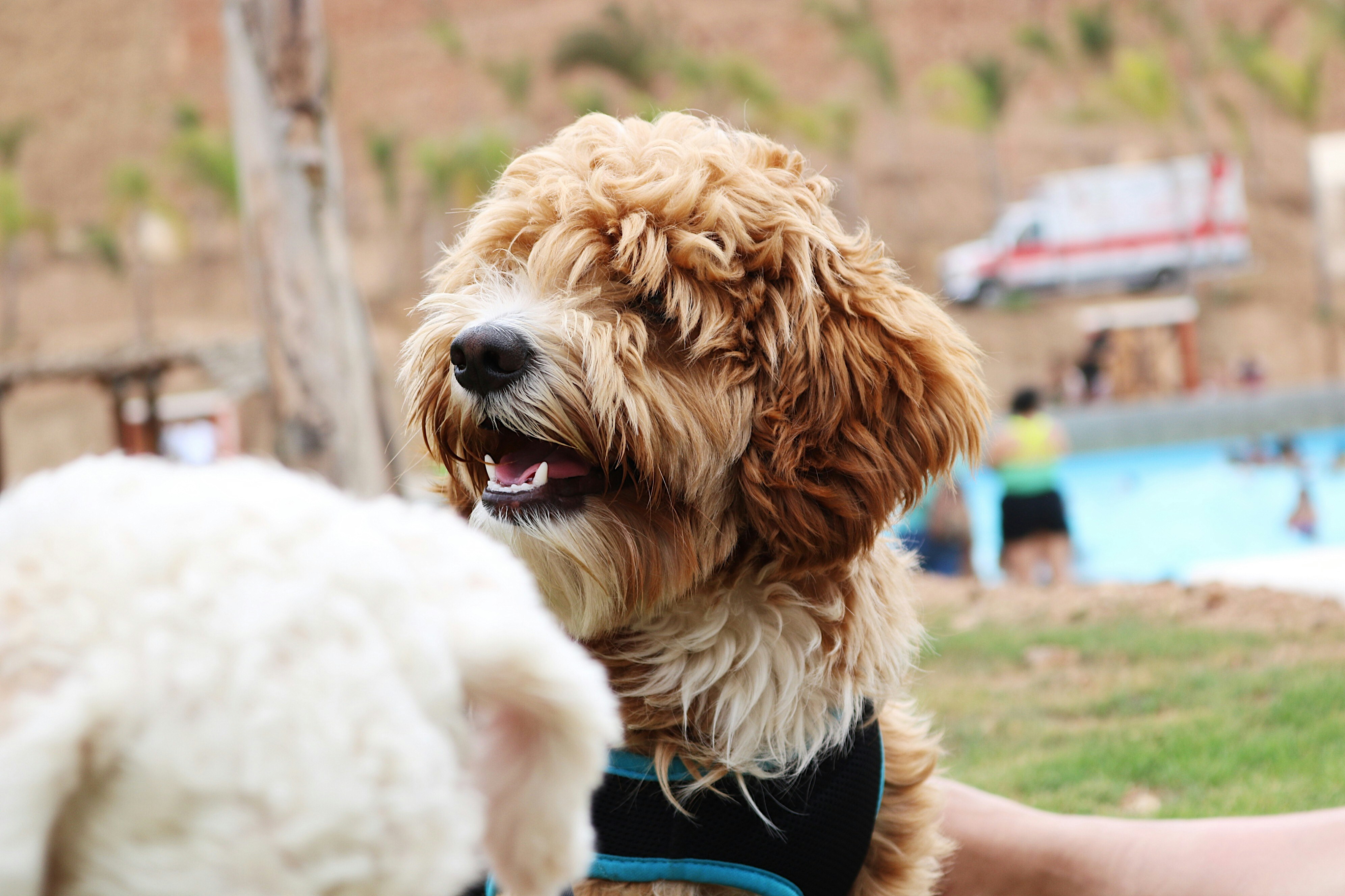 Parkside Curiosity: A Fluffy Brown Explorer Basks by the Park Pool