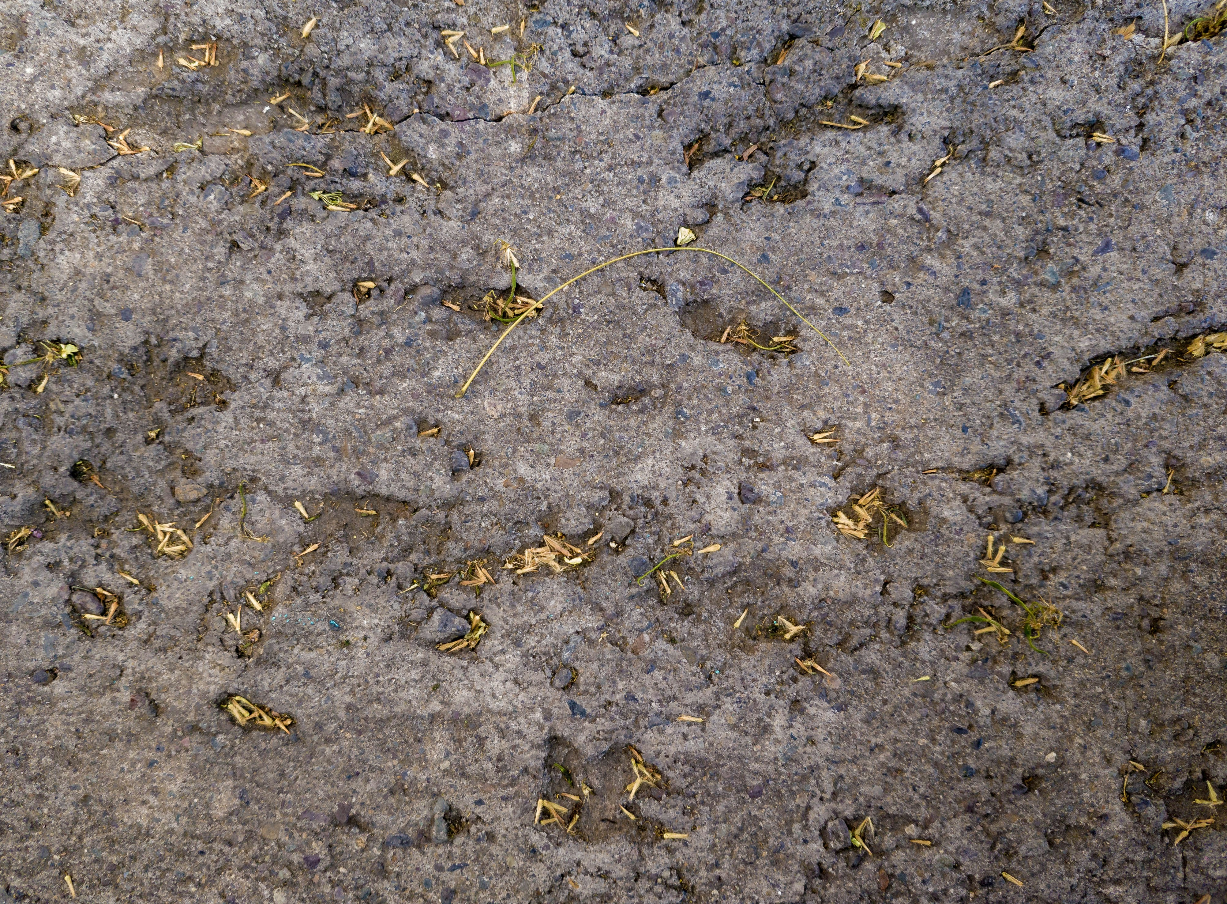 The Quiet Arc: A Lone Twig on Weathered Concrete