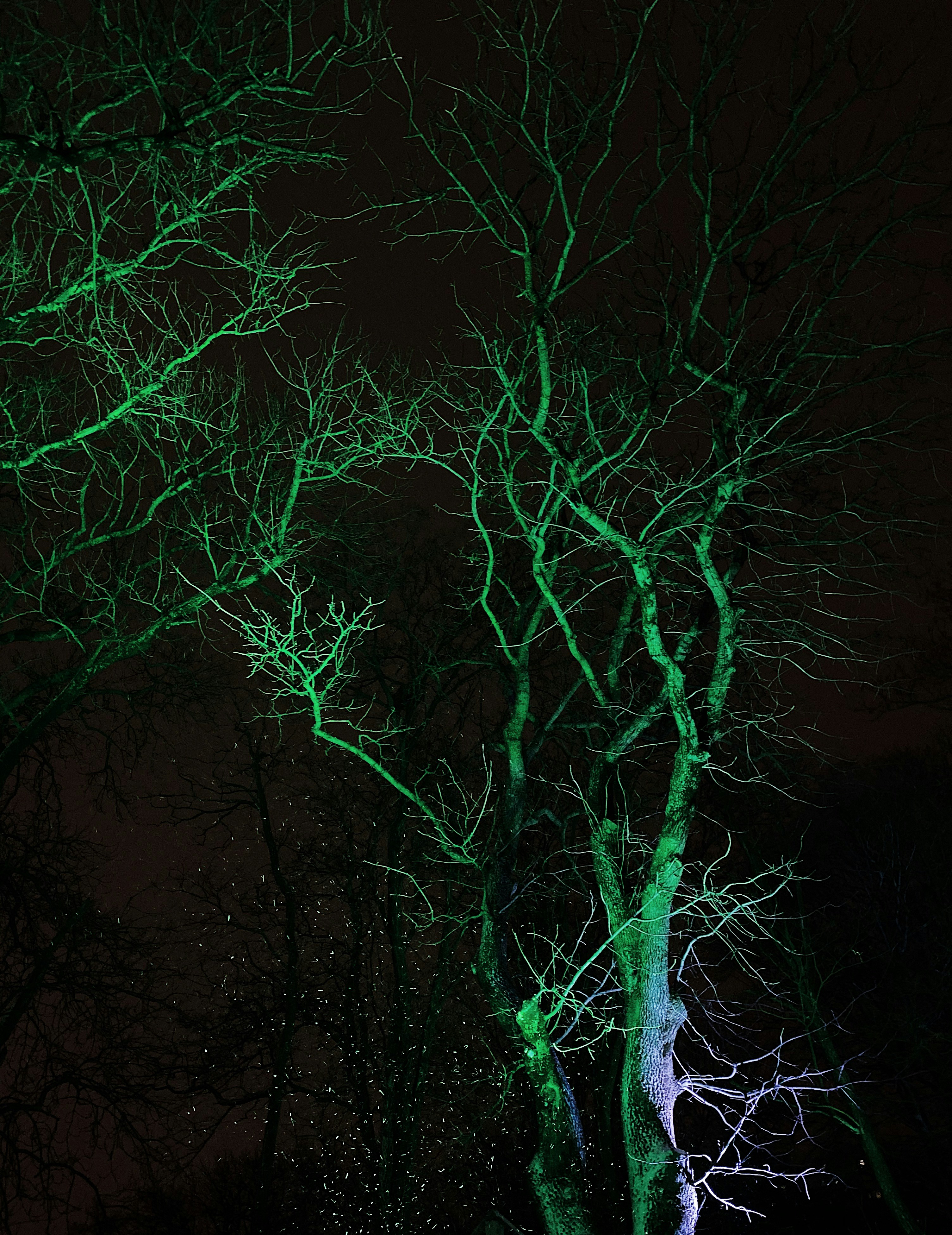 Green and brown tree during night time photo – Free Black Image on Unsplash