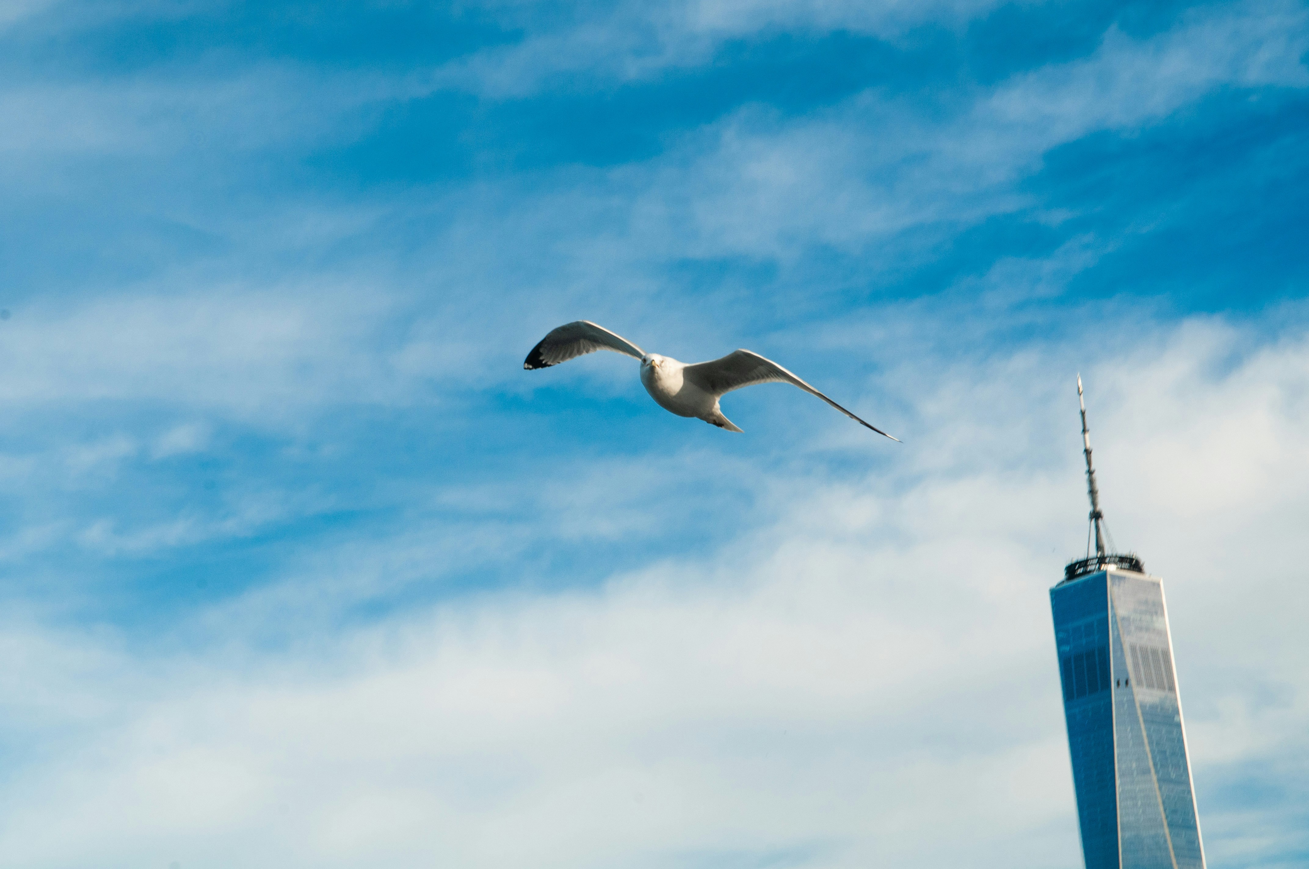 Winged silhouette gliding past the One World Trade Center