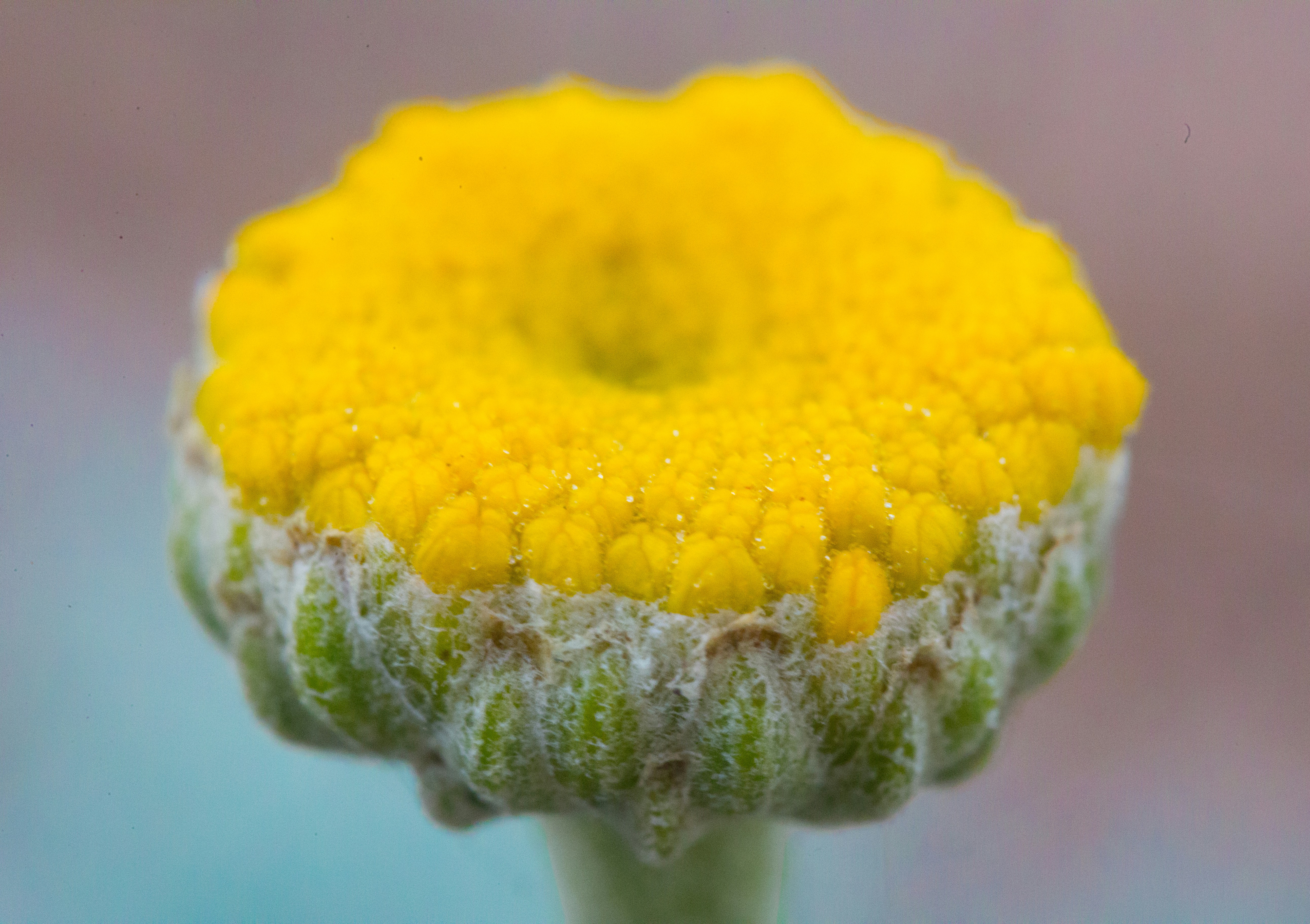 Yellow Bloom Under Frost: A Macro Portrait of the Flower's Center