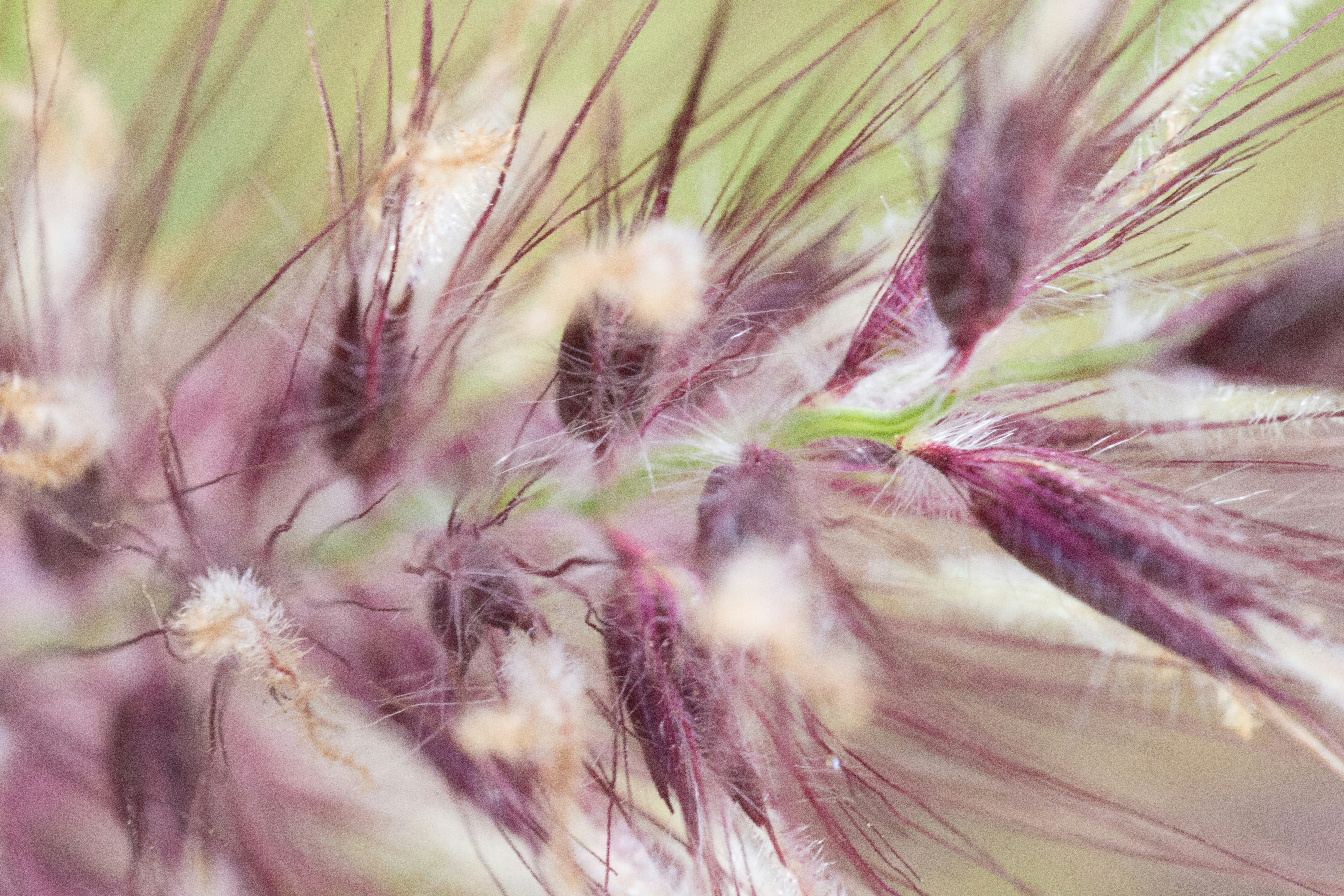Whispering Awns: Macro Study of Pink Seed Tufts