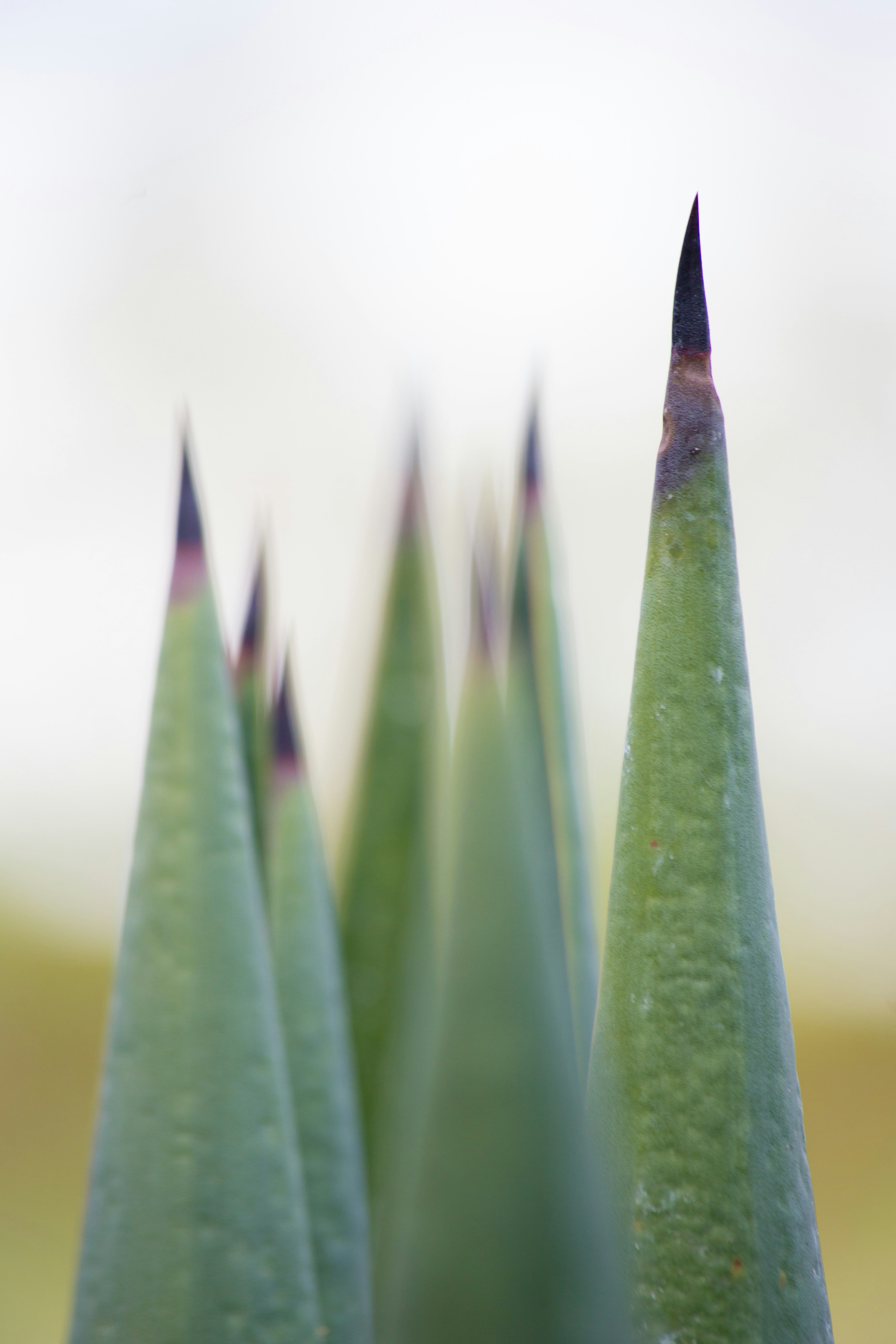 Close-Knit Spikes: A Cloud of Green Fins Near the Tip