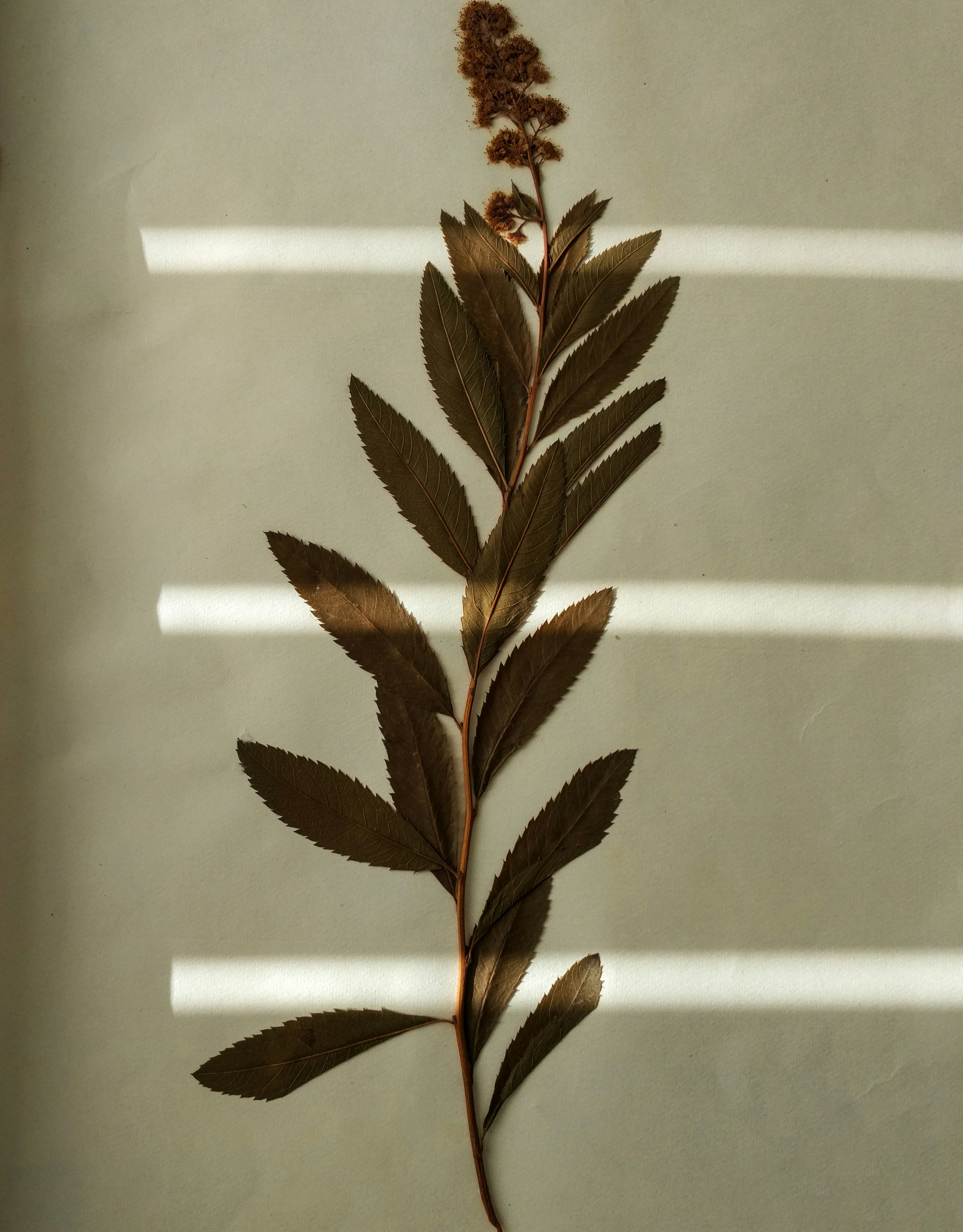 Dried botanical specimen of a slender leaf branch with intricate details, illuminated by soft light and shadow patterns.