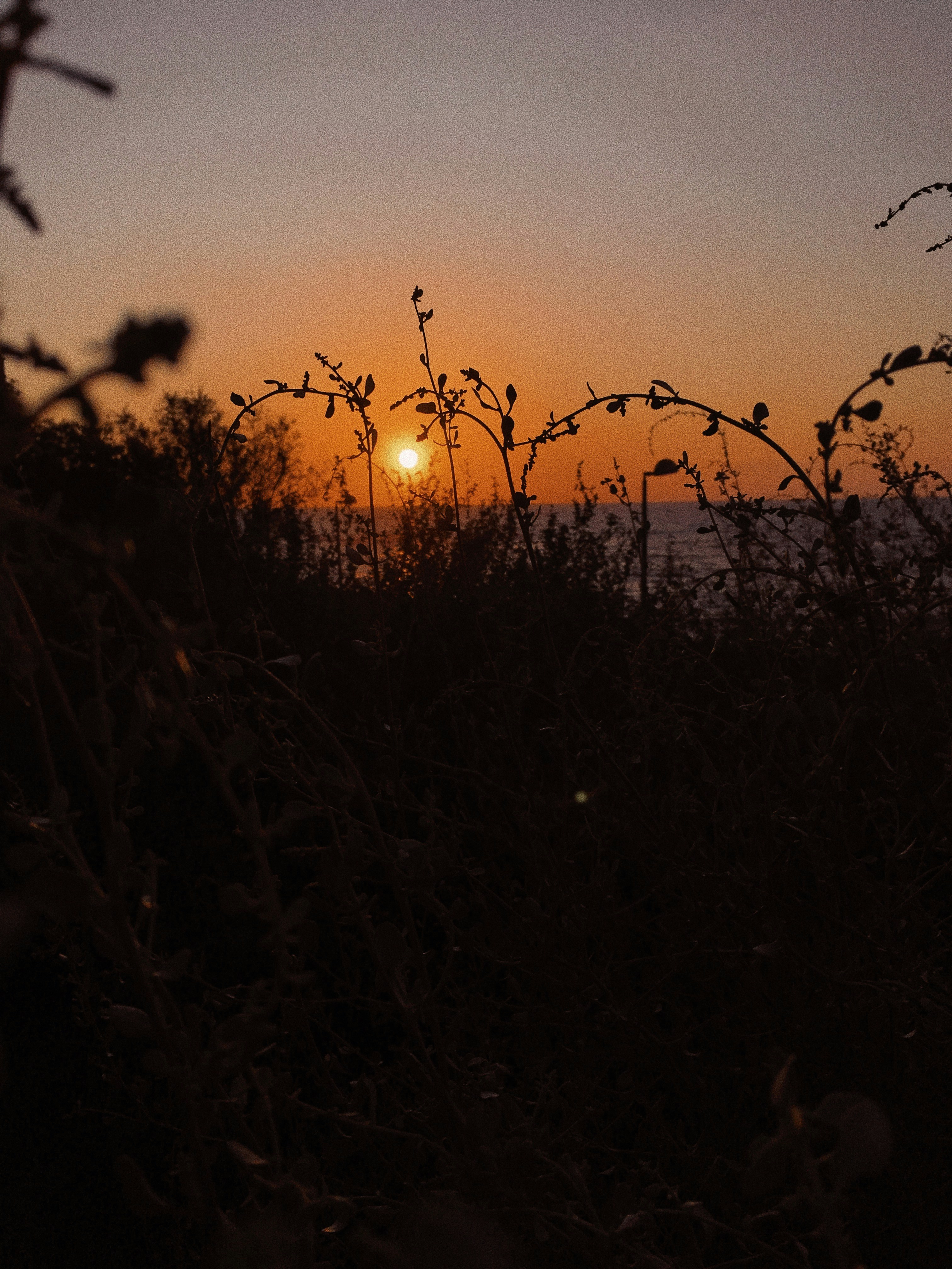 Sunset on the Verge: Silhouetted Reeds Framing a Quiet Horizon