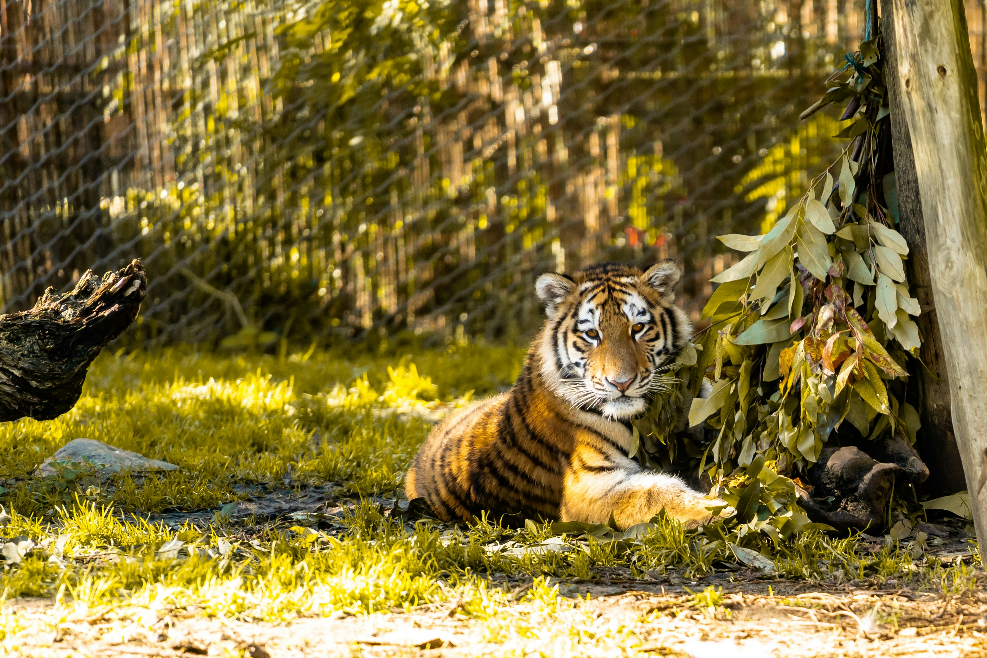 Sunlit Tiger Cub Pauses at the Edge of the Enclosure