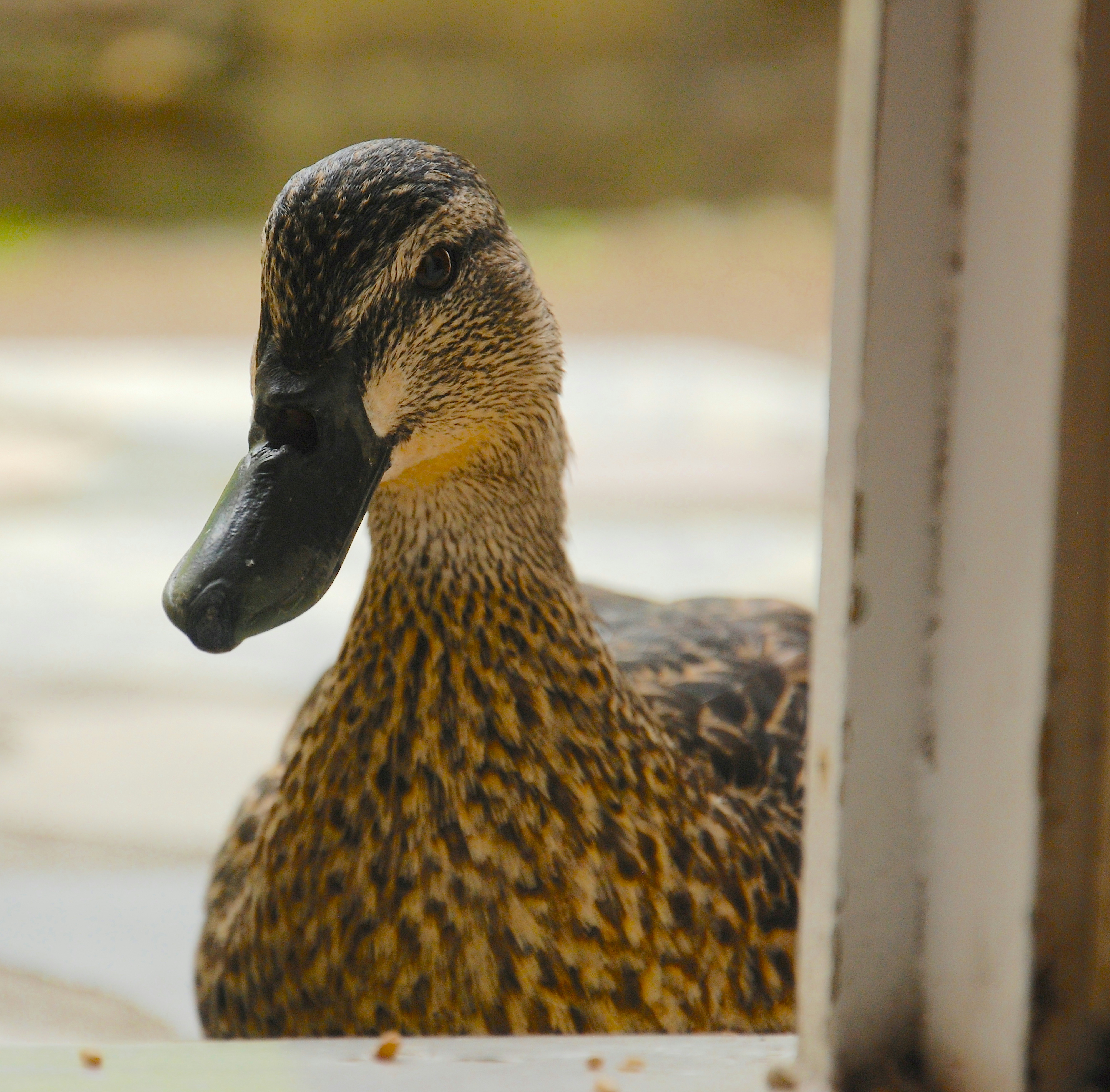 If you use my photos please consider making a small donation here https://www.buymeacoffee.com/KerinGedge :) Mummy is watching! While I was feeding the ducklings at my front door step mummy duck couldn't help but peer round the entrance to make sure I was safe. This is the New Zealand Grey Duck. Please remember to credit me if you use my photos!