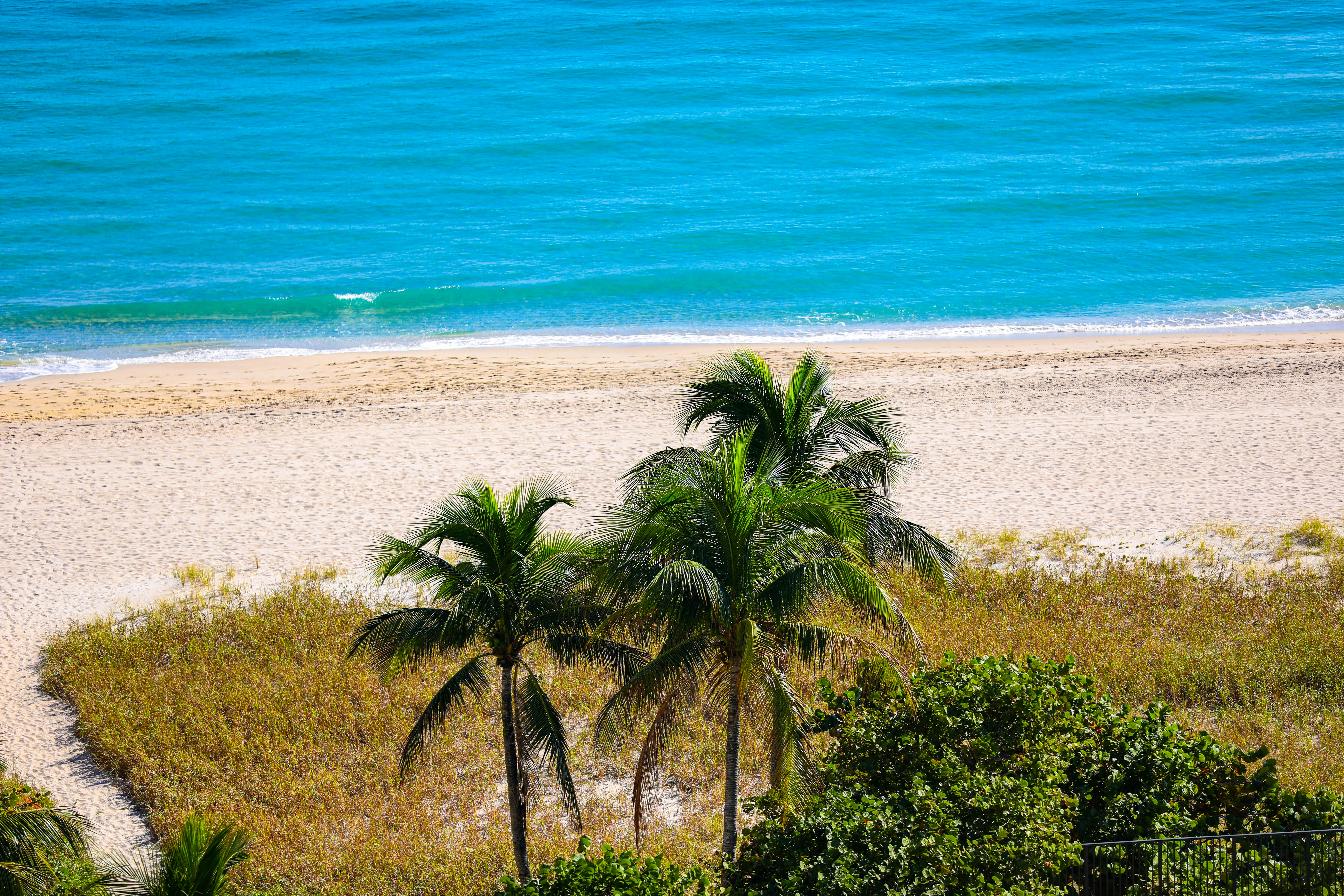 Green palm tree on beach shore during daytime photo – Free Summer Image ...