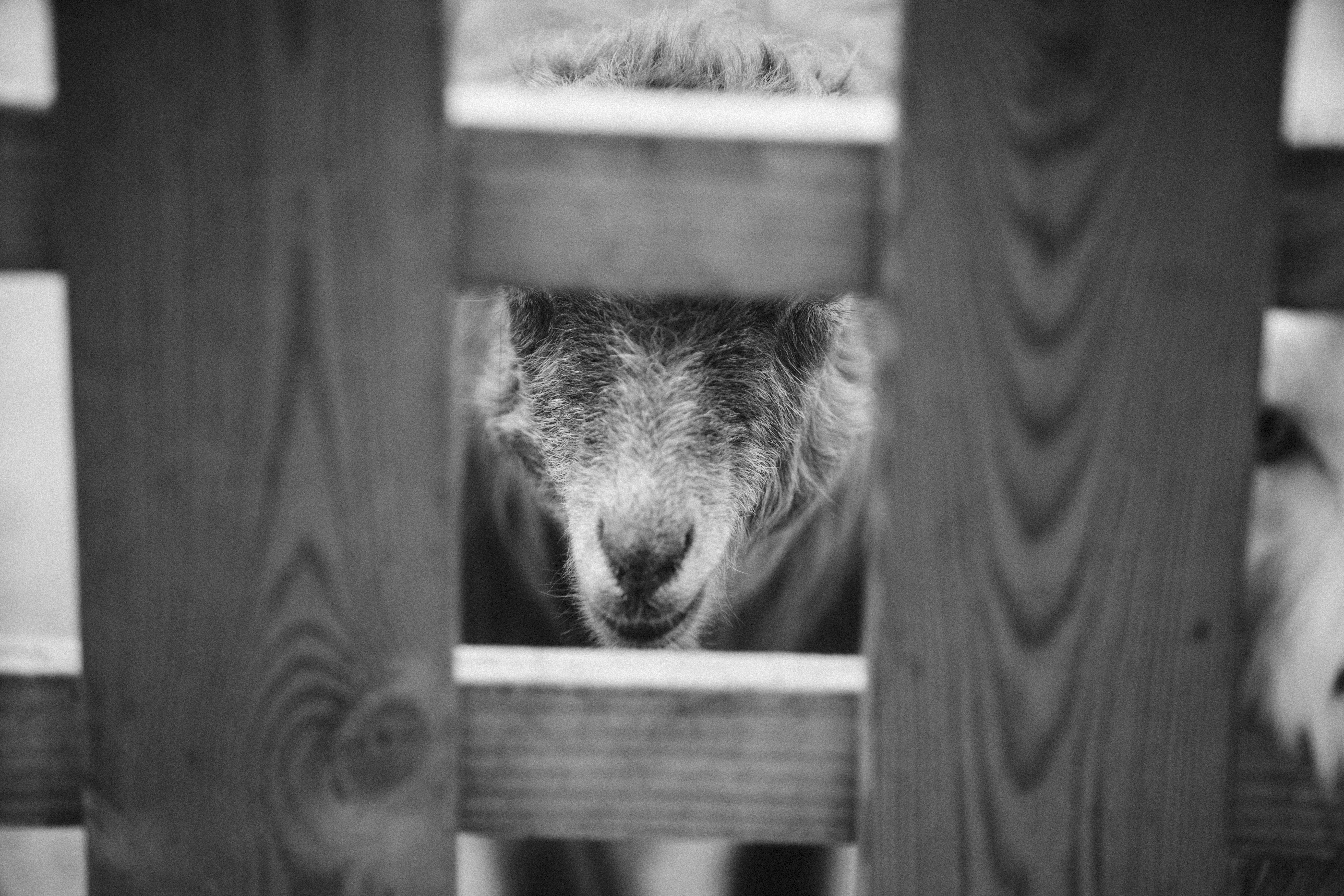 A close-up of a sheep peering through wooden slats, showcasing its textured fur and expressive eyes in a monochromatic palette.