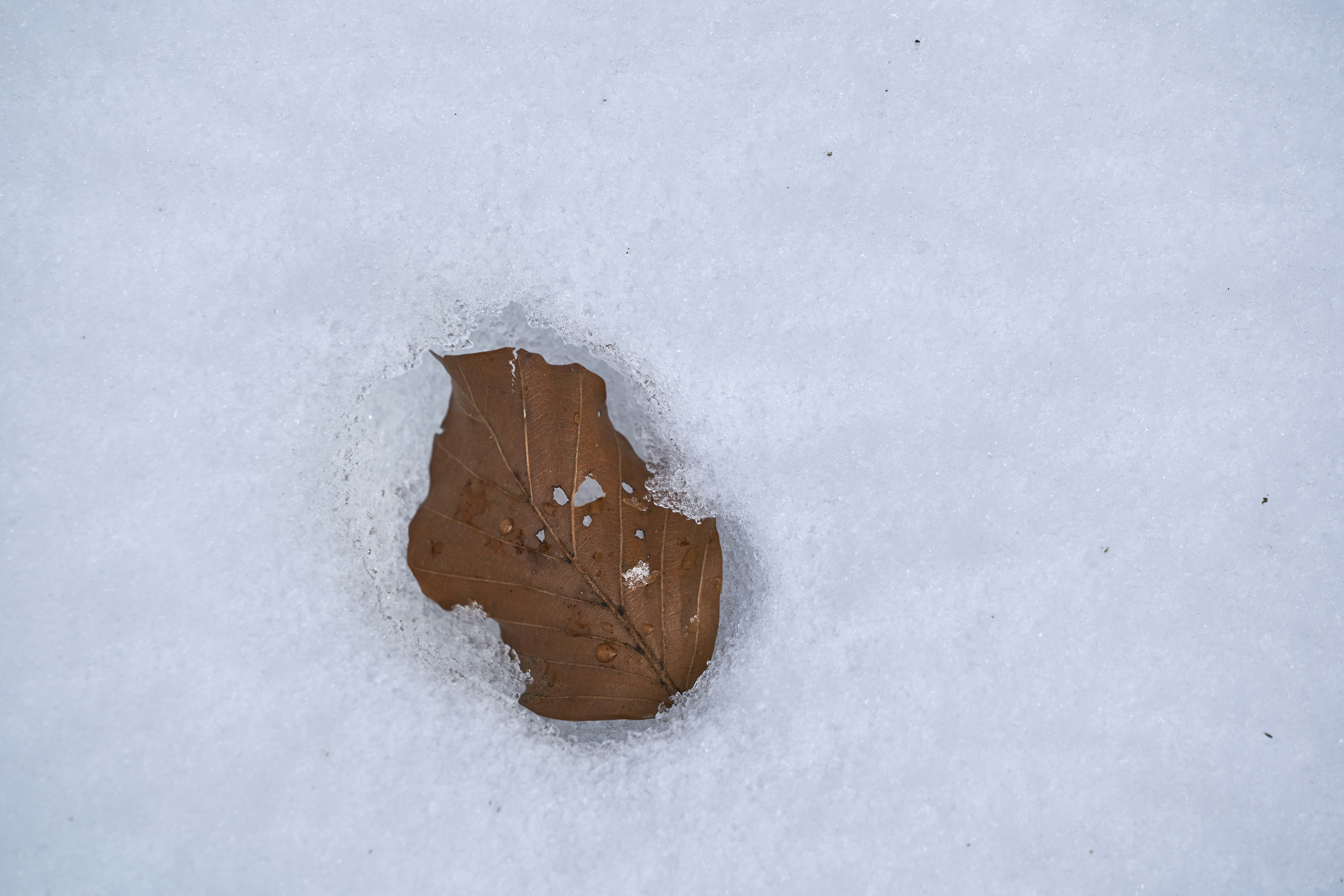 Snowbound Leaf: A solitary brown leaf in a quiet white field