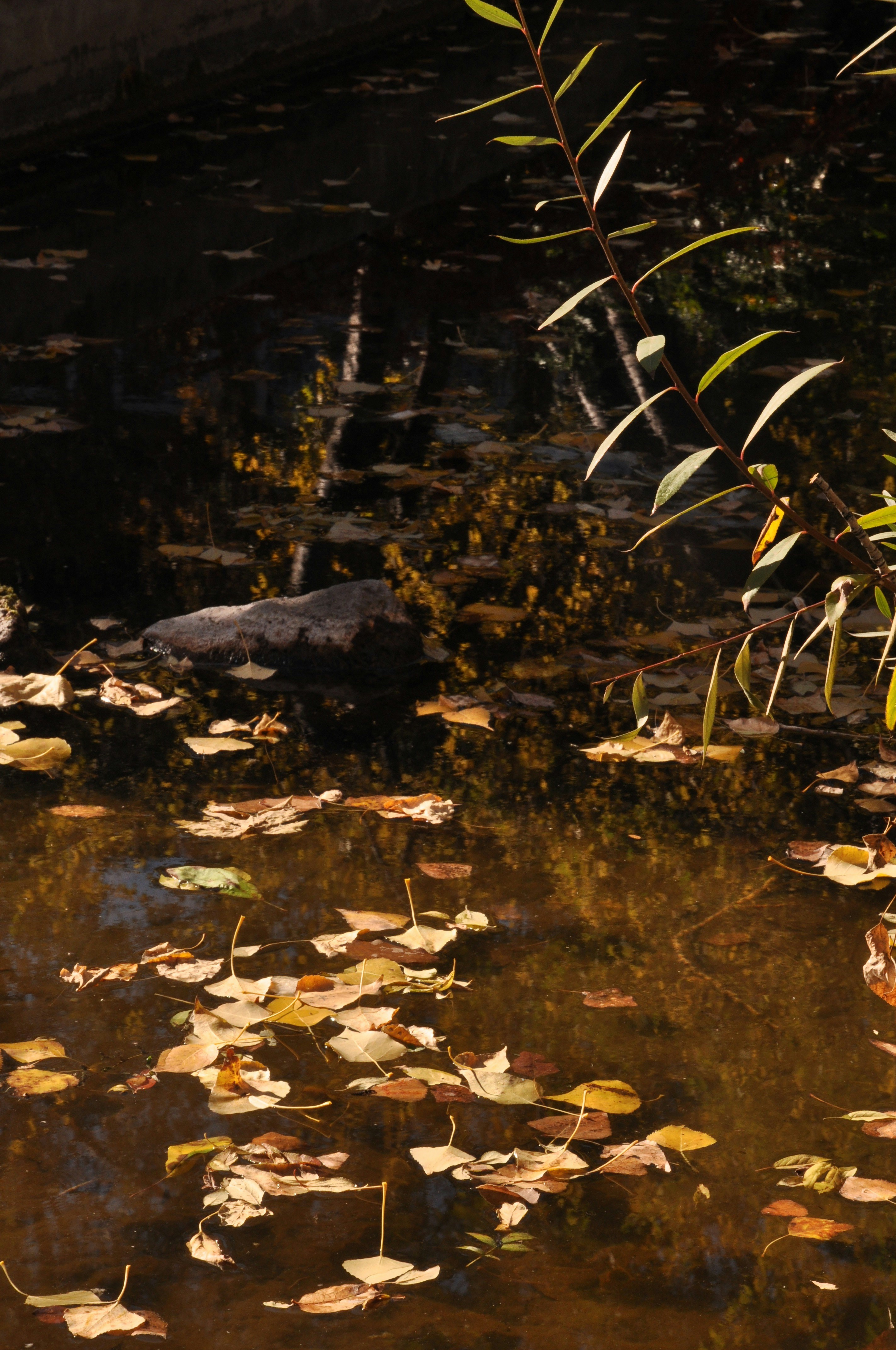 Branching Quiet: Autumn Leaves Drift Across a Shadowed Pond